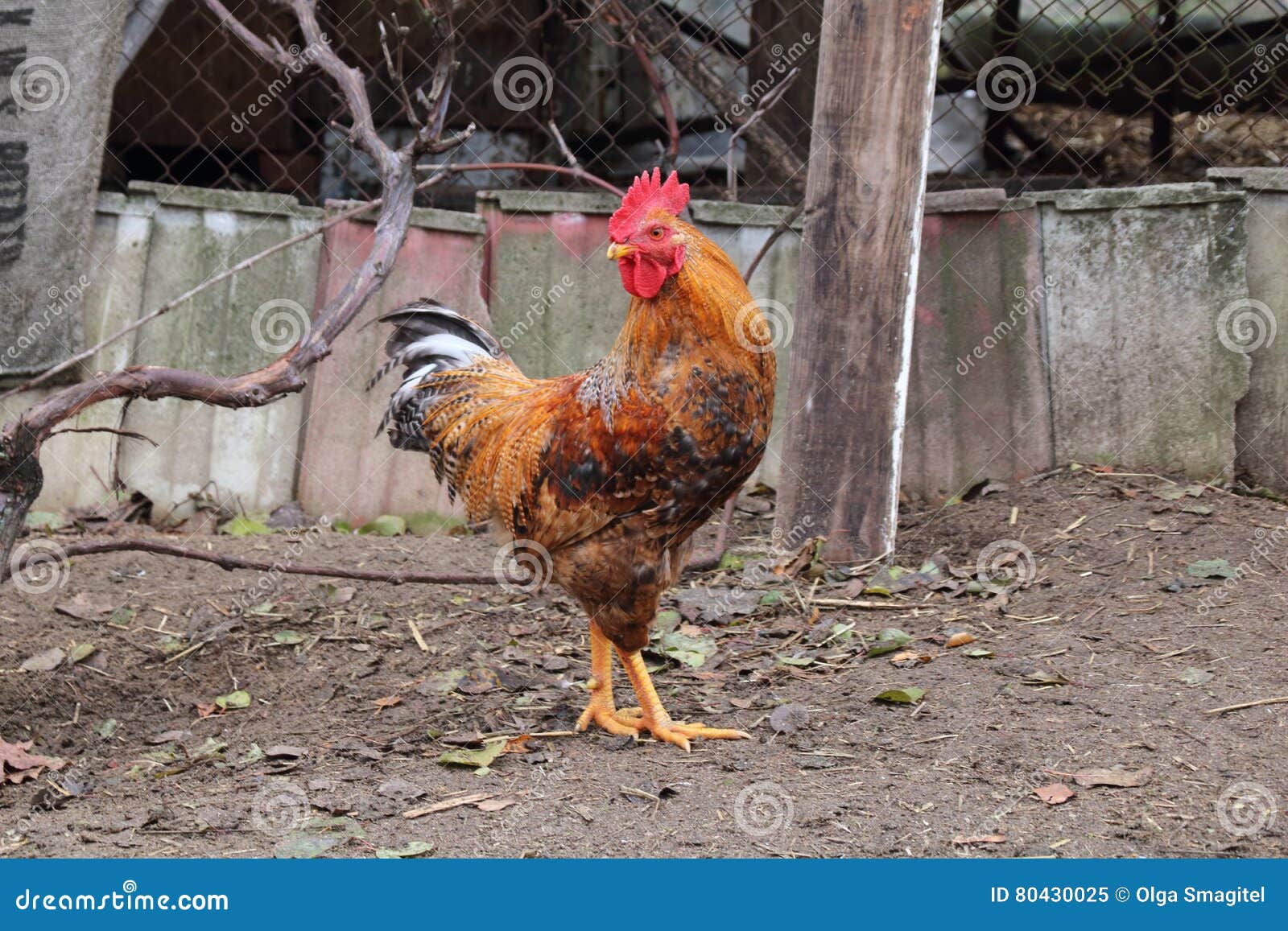Rooster, cockerel , or stock image. Image of chick, cluck - 80430025