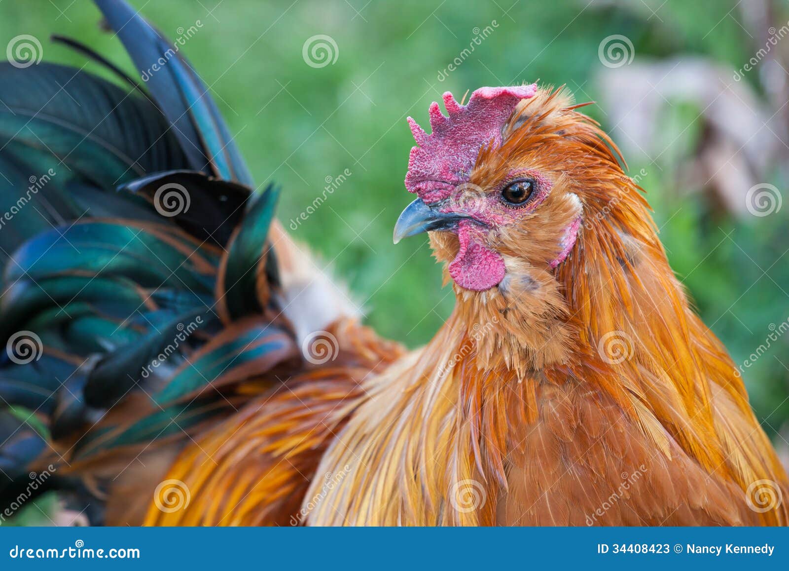 Rooster stock image. Image of farm, crowing, animal, rooster - 34408423