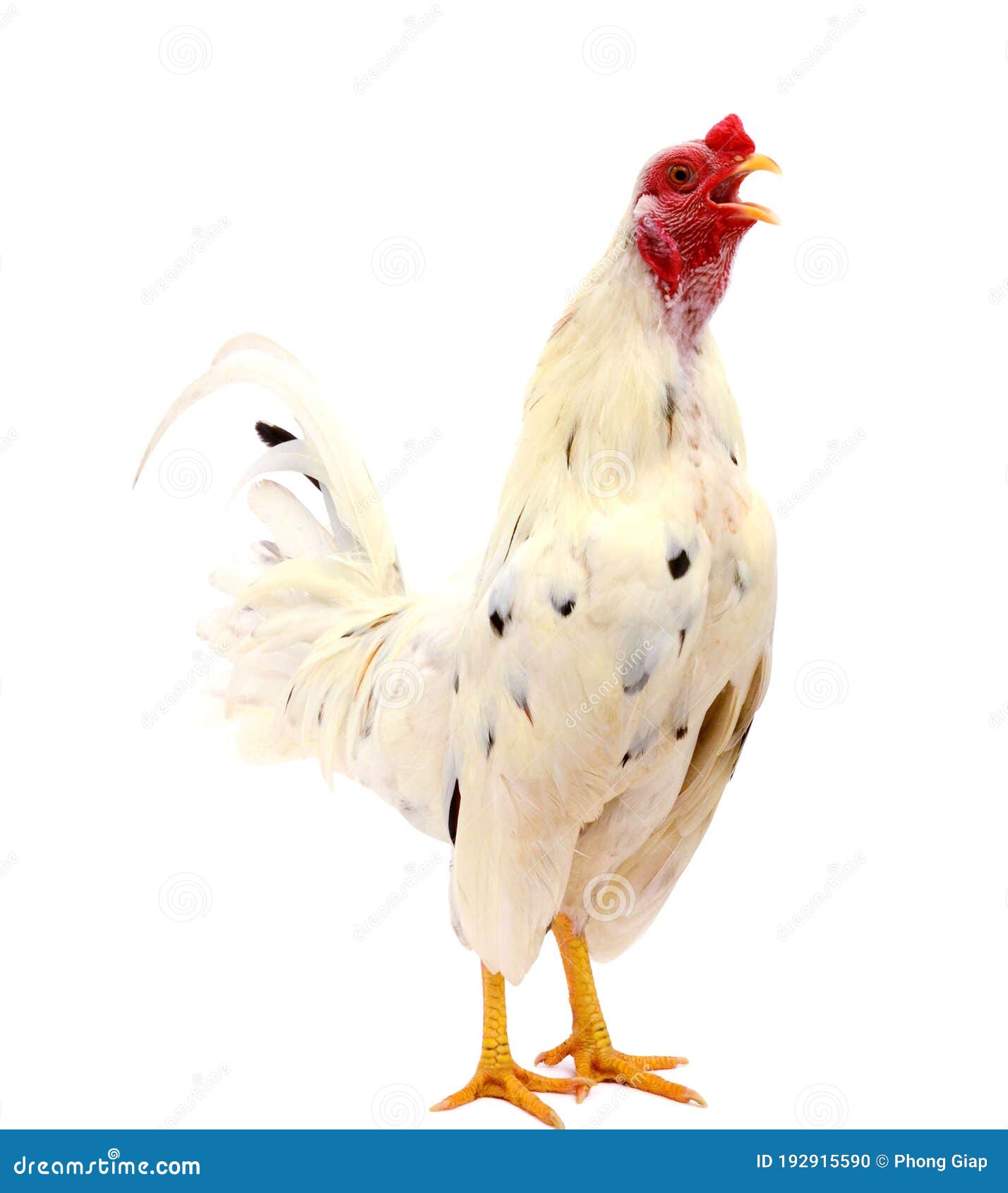 Rooster. stock photo. Image of horticulture, isolated - 192915590