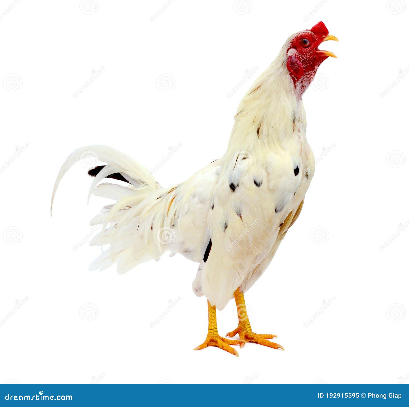 Rooster. stock image. Image of feathers, side, view - 192915595