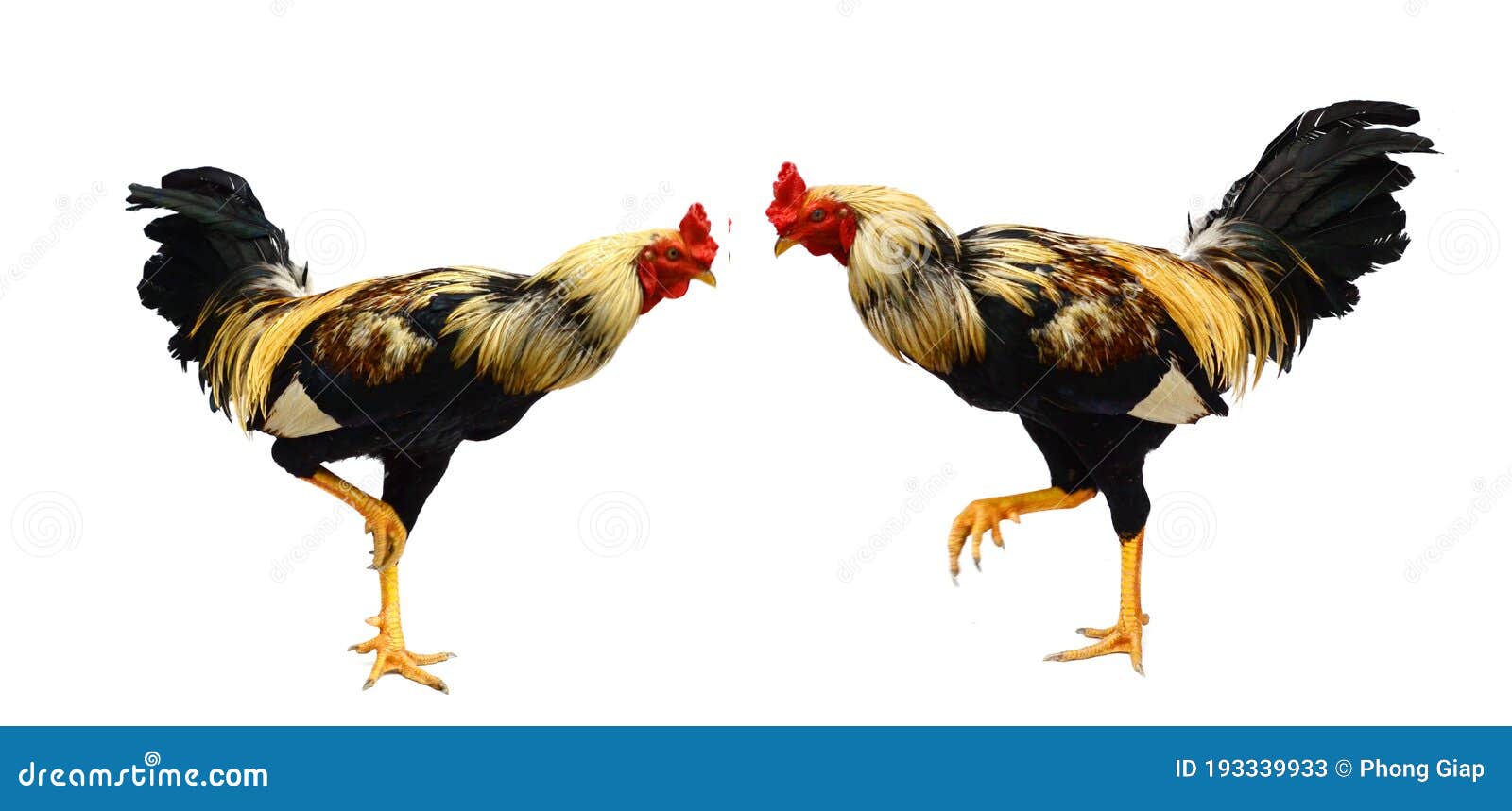 Rooster. stock image. Image of rural, meat, village - 193339933