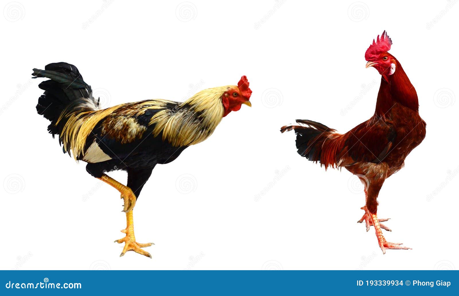 Rooster. stock photo. Image of feathers, dominant, side - 193339934