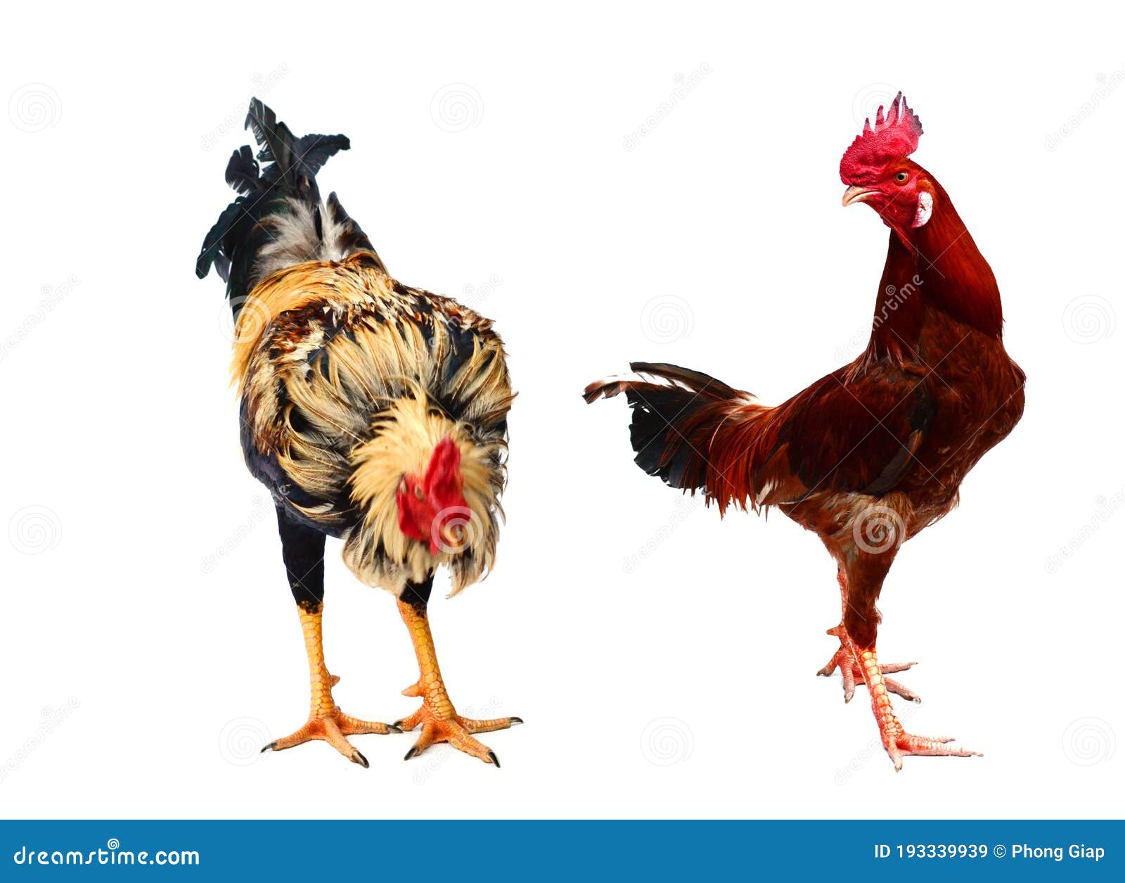 Rooster. stock image. Image of chicken, domestic, meat - 193339939