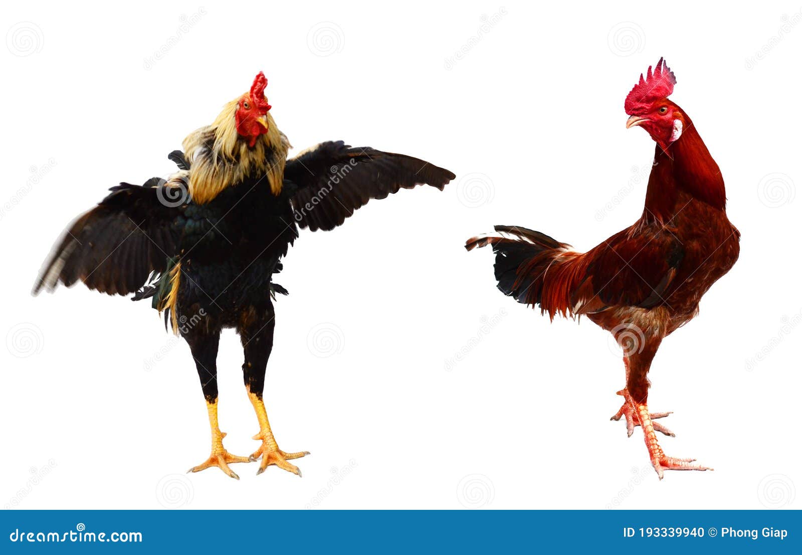 Rooster. stock photo. Image of side, white, rural, cockerel - 193339940