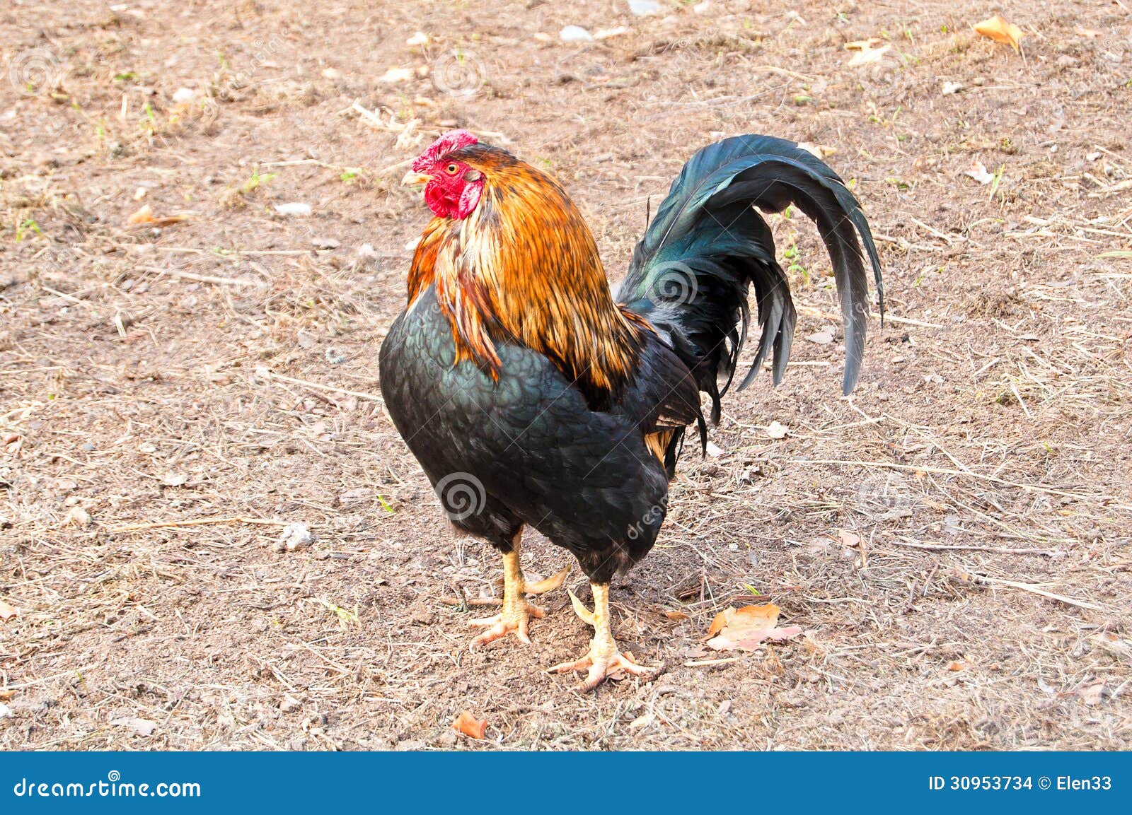 Rooster stock photo. Image of profile, rural, meat, animal - 30953734