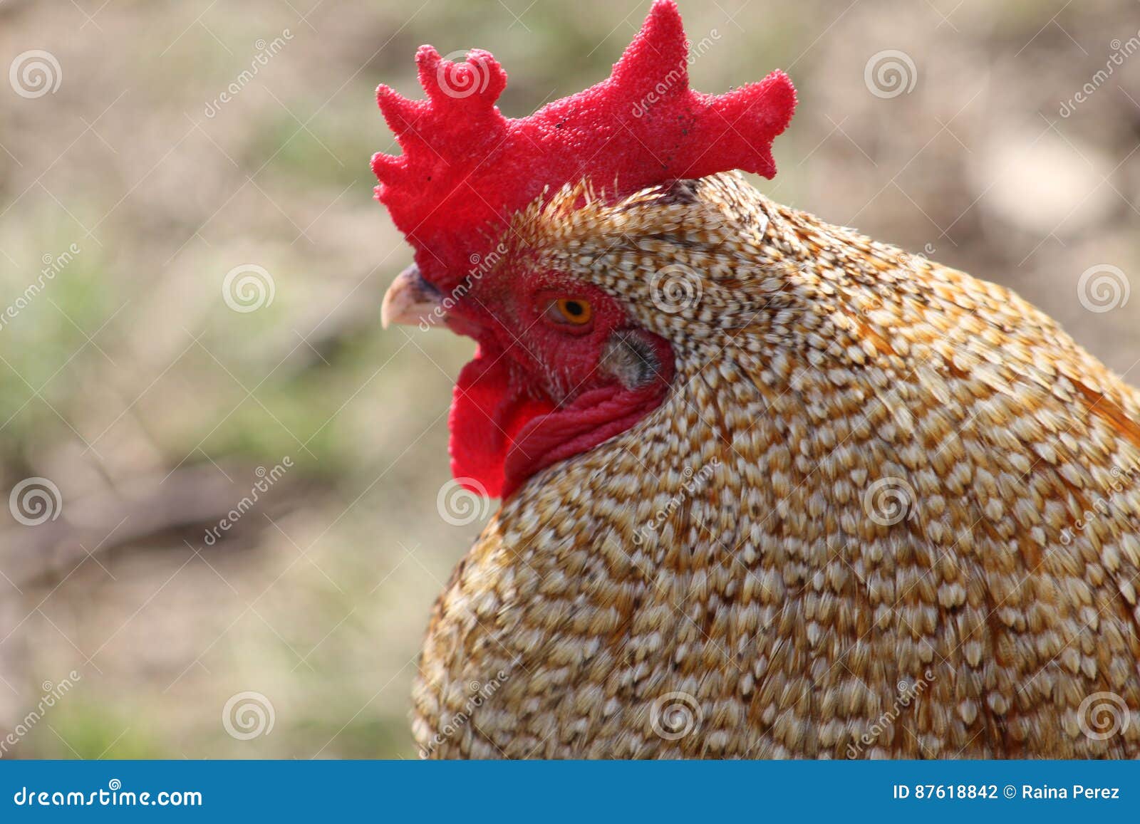 Rooster comb stock photo. Image of banded, male, maran - 87618842