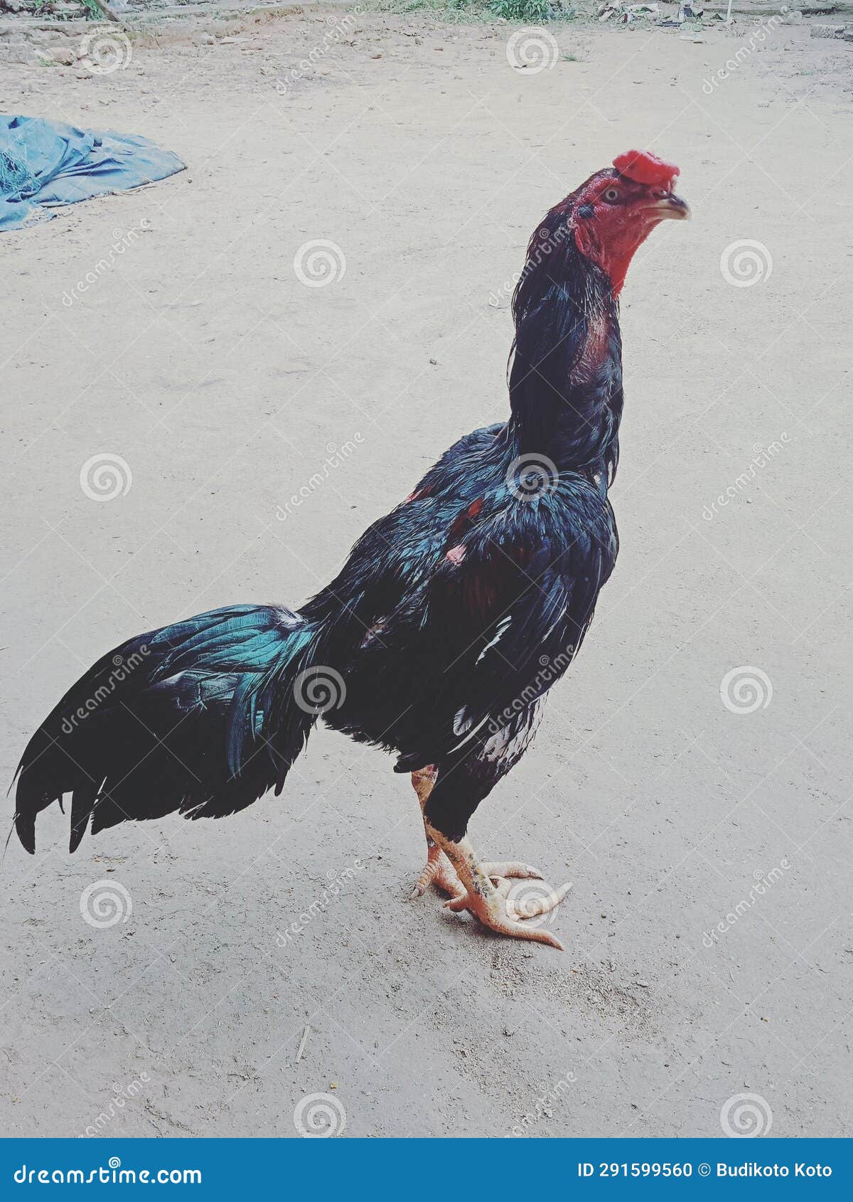 Rooster stock photo. Image of male, typical, chicken - 291599560