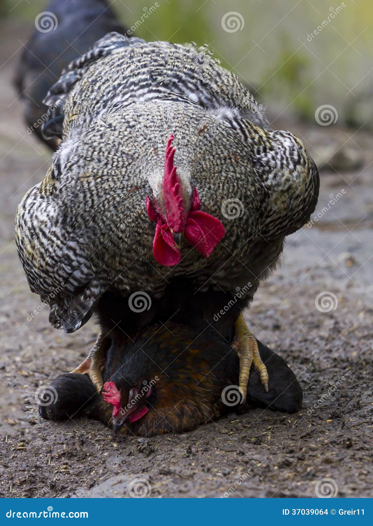Rooster Copulating with Hen Stock Photo - Image of closeup, rooster ...