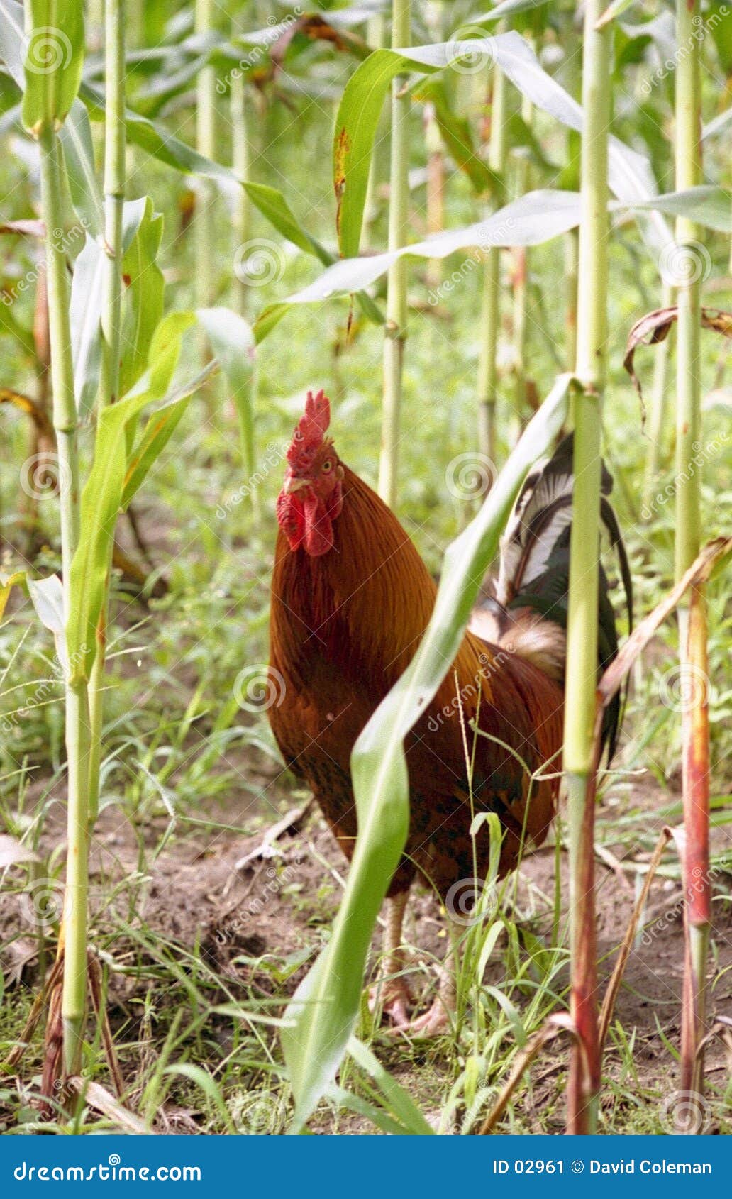 Rooster in Cornfield stock image. Image of pioneer, corn - 2961