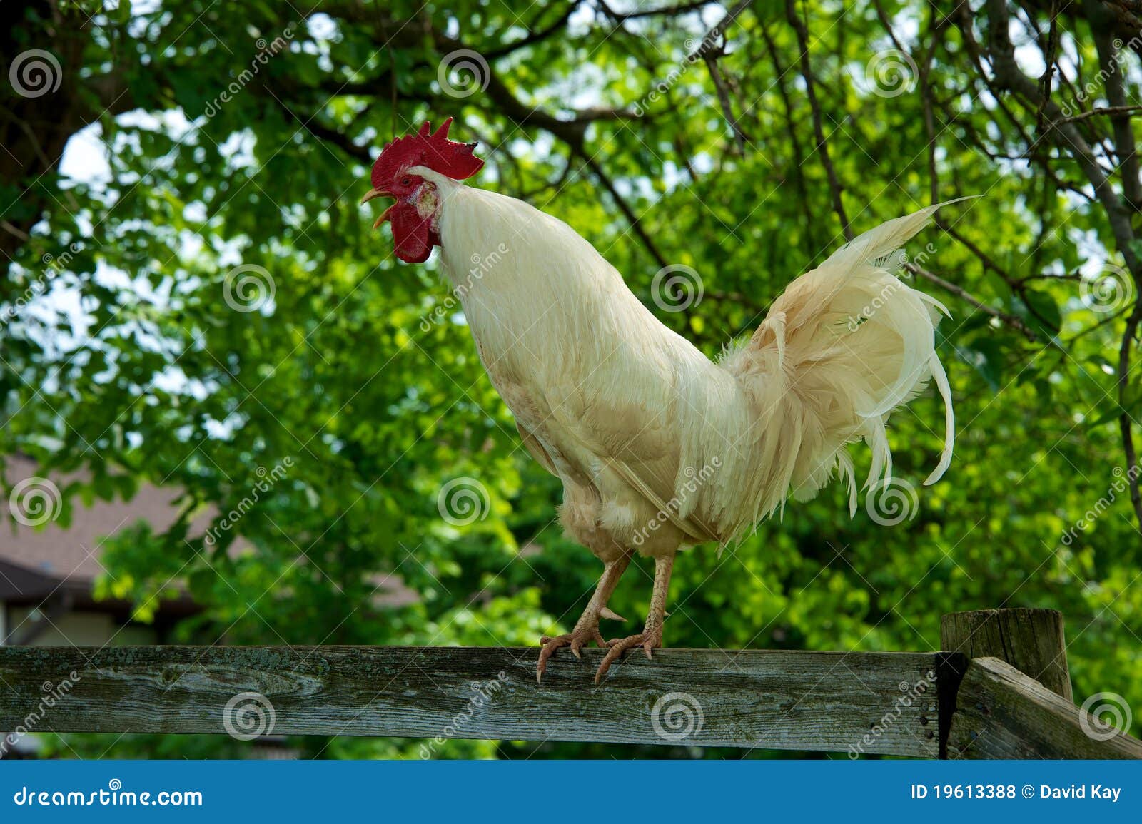 Rooster Crowing stock photo. Image of profile, outdoor - 19613388