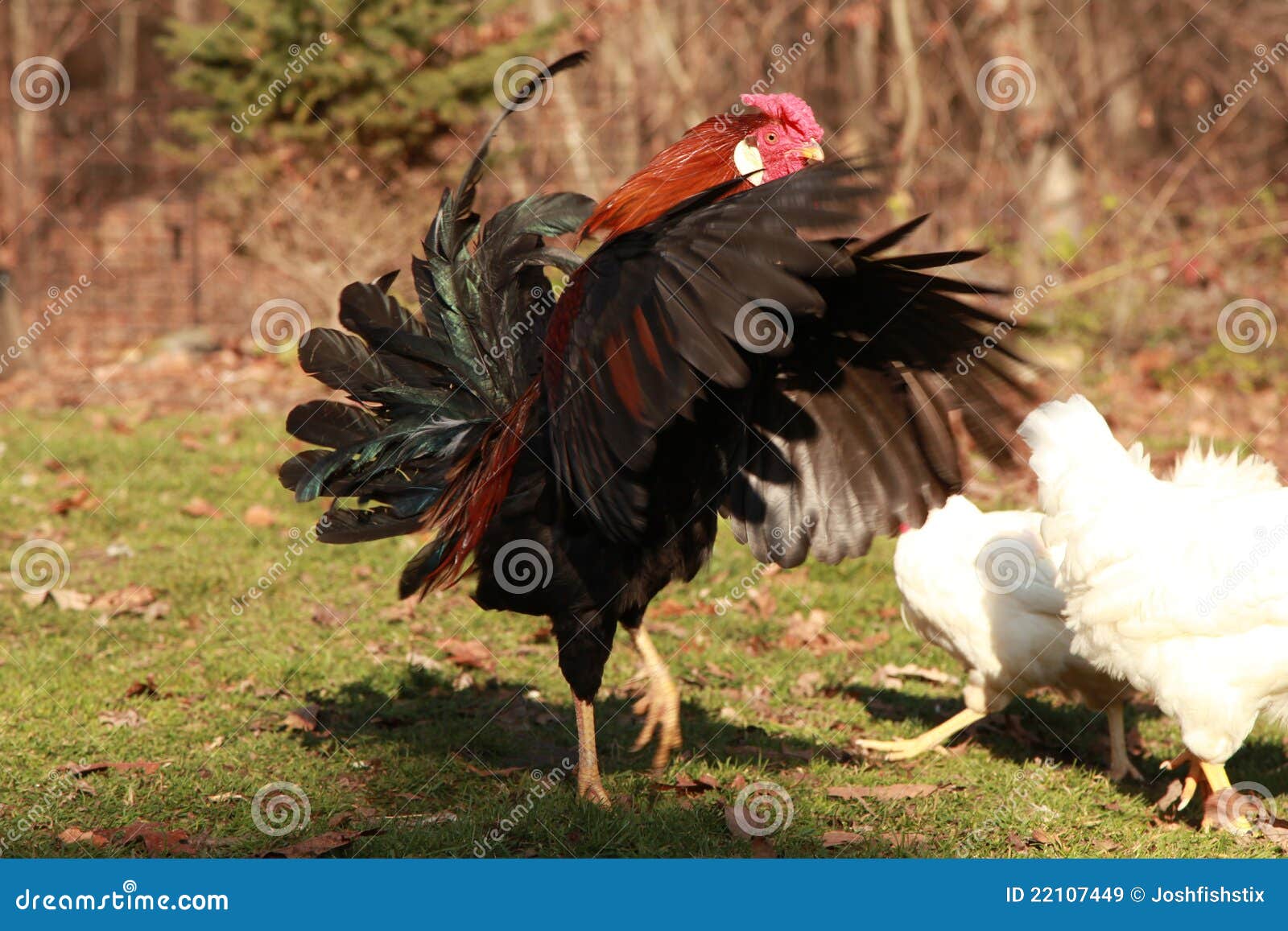 Rooster Crowing stock image. Image of comb, animal, chicken - 22107449