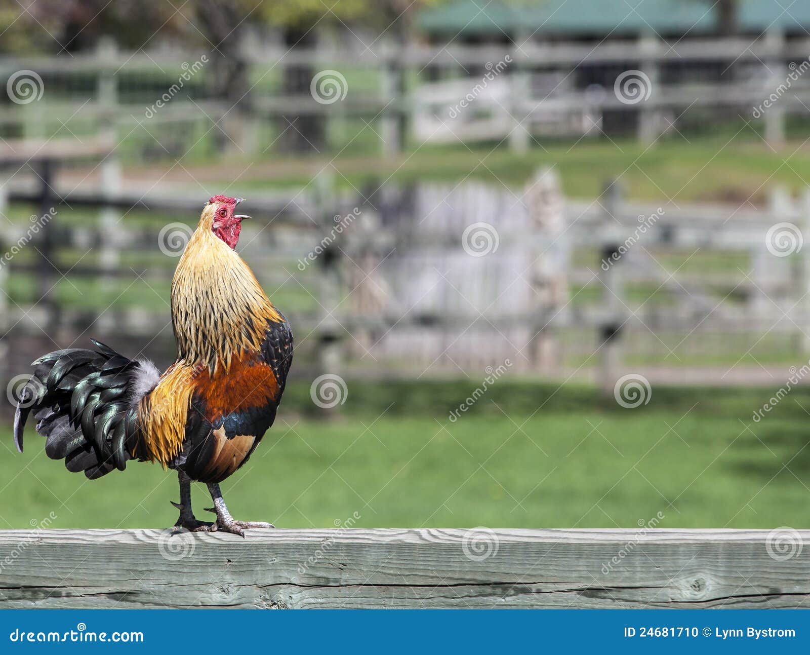 Rooster crowing stock photo. Image of nature, perching - 24681710