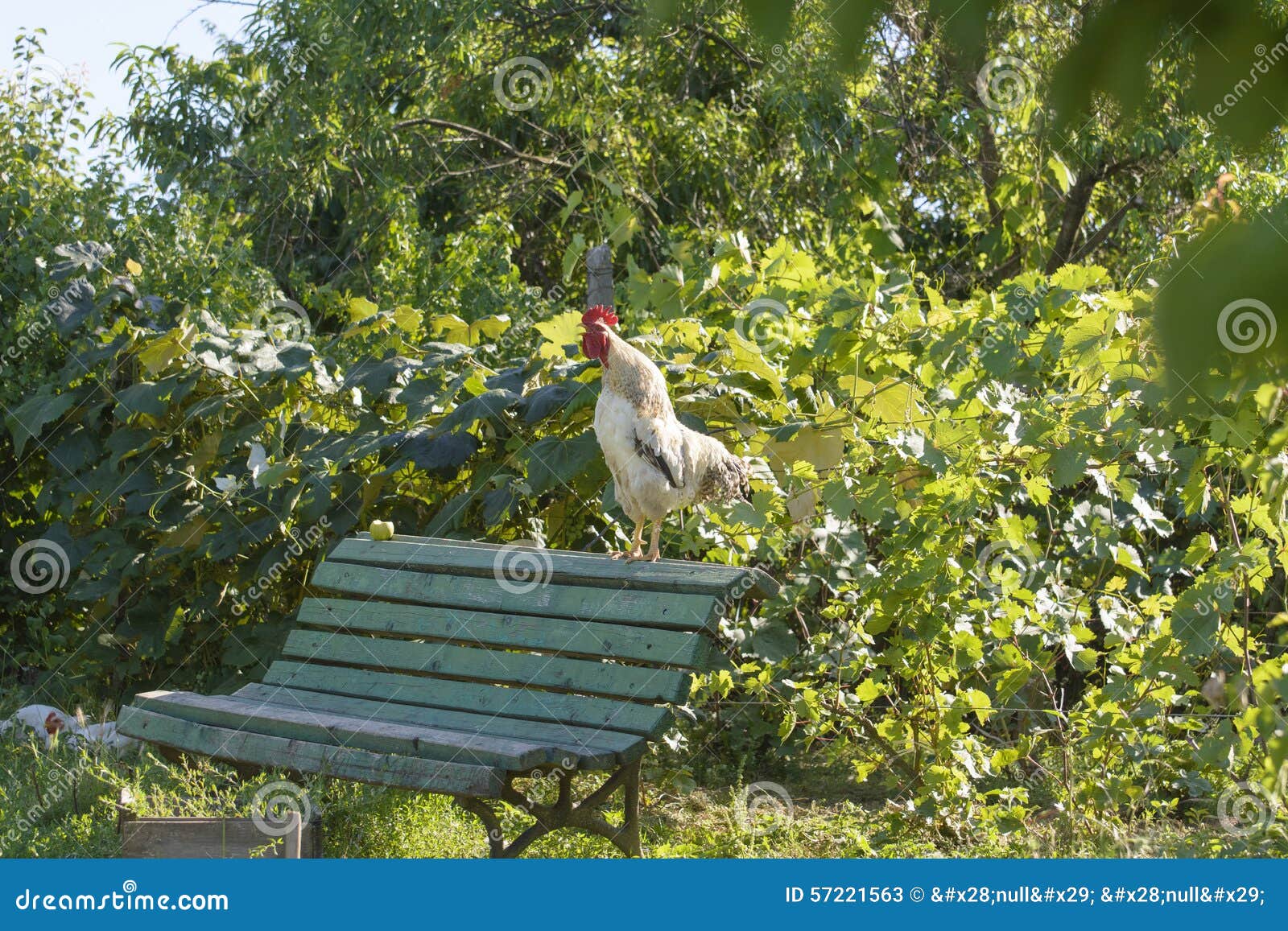 Rooster crowing stock image. Image of early, feathers - 57221563