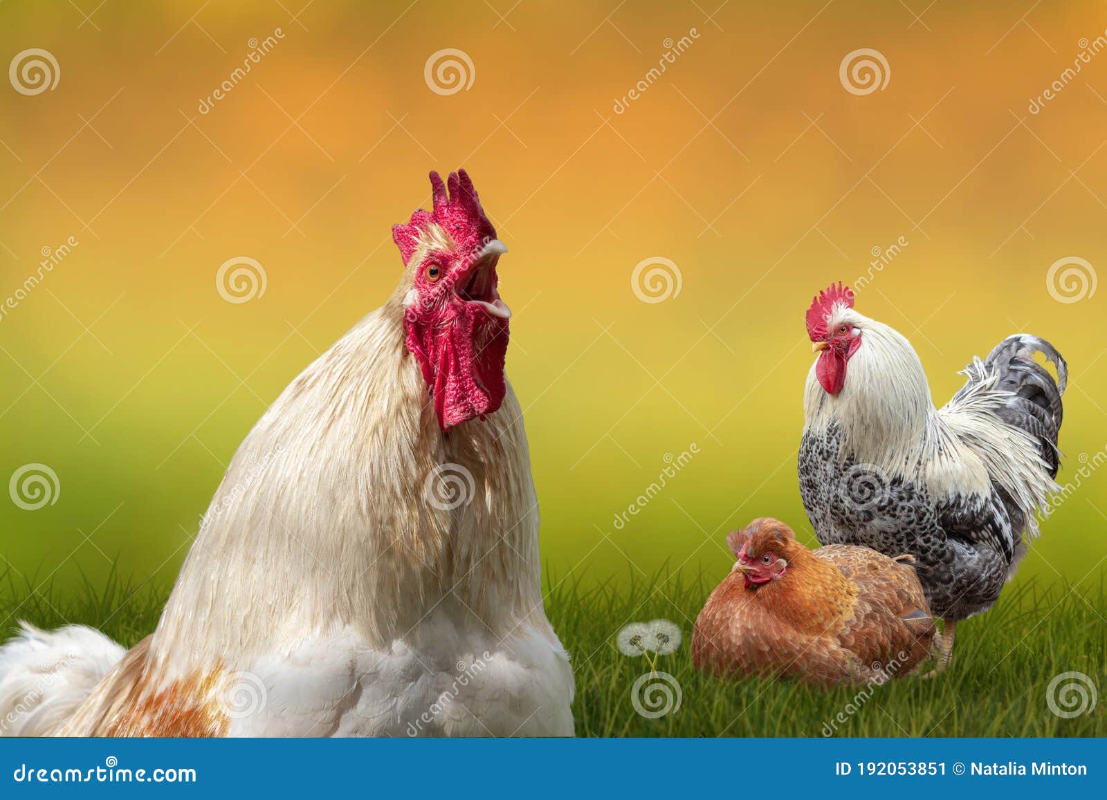 Rooster Crowing Chicken Domestic Bird Group Stock Image - Image of ...