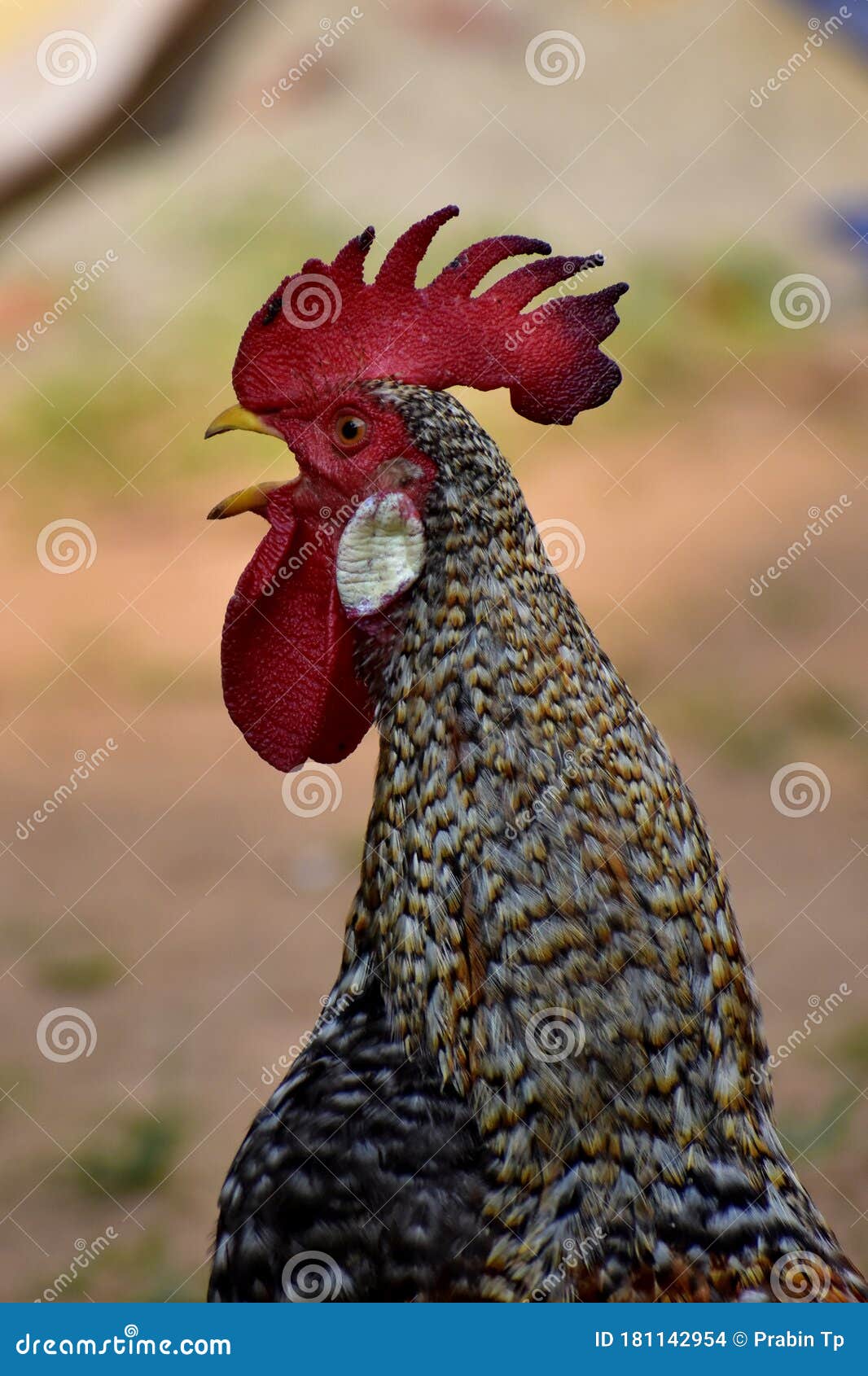 Rooster crowing closeup stock photo. Image of feathers - 181142954