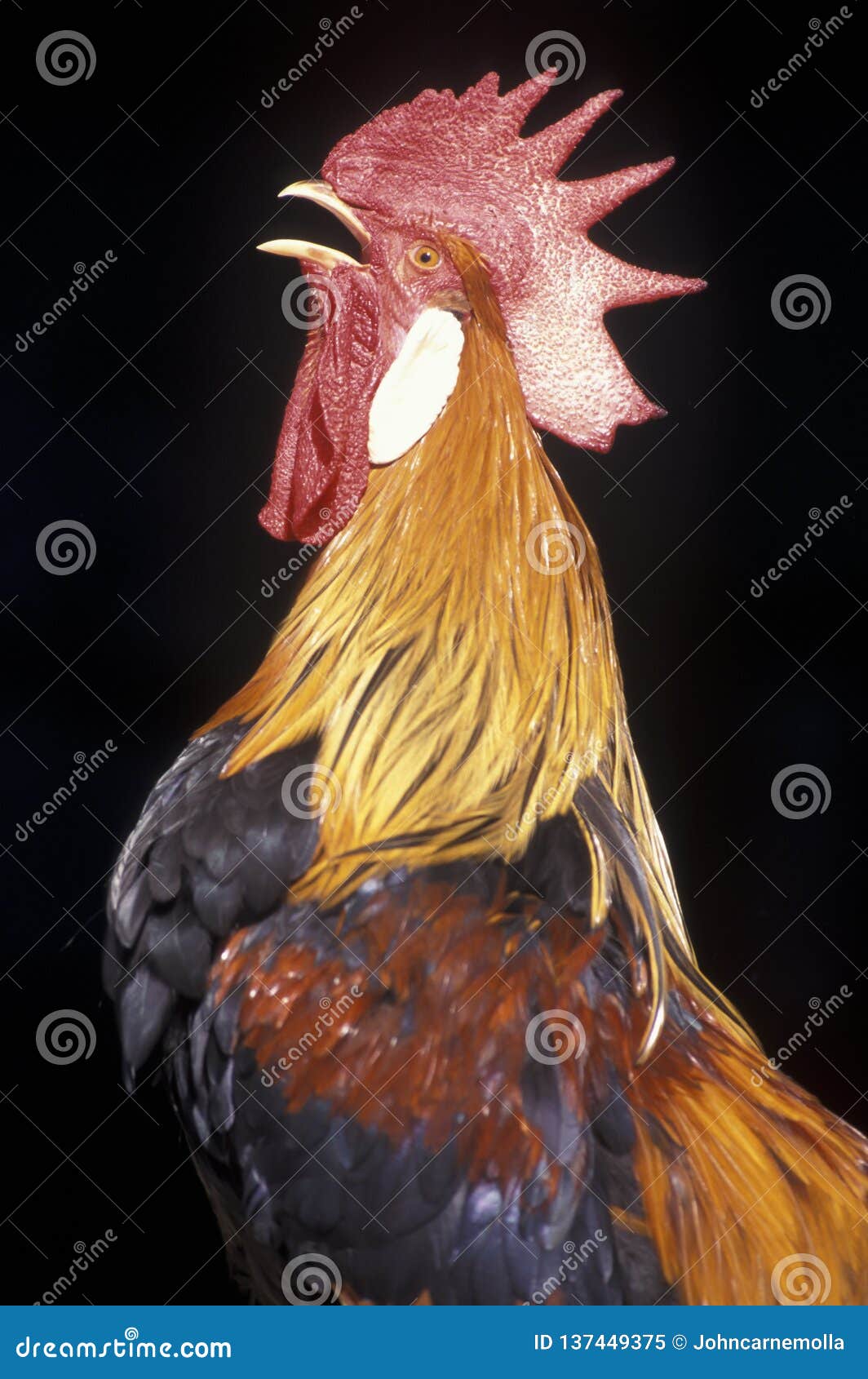 Red Rooster Crowing Stock Image | CartoonDealer.com #35846695
