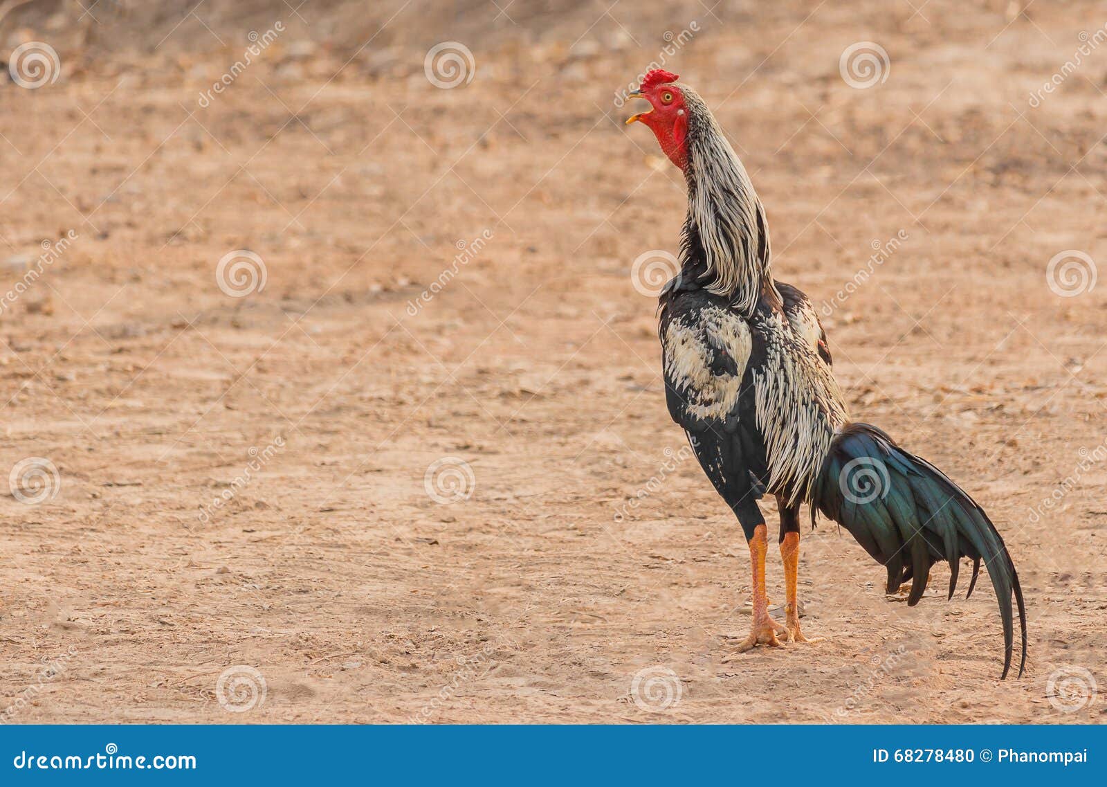 Rooster Crowing in the Field Stock Photo - Image of food, hens: 68278480