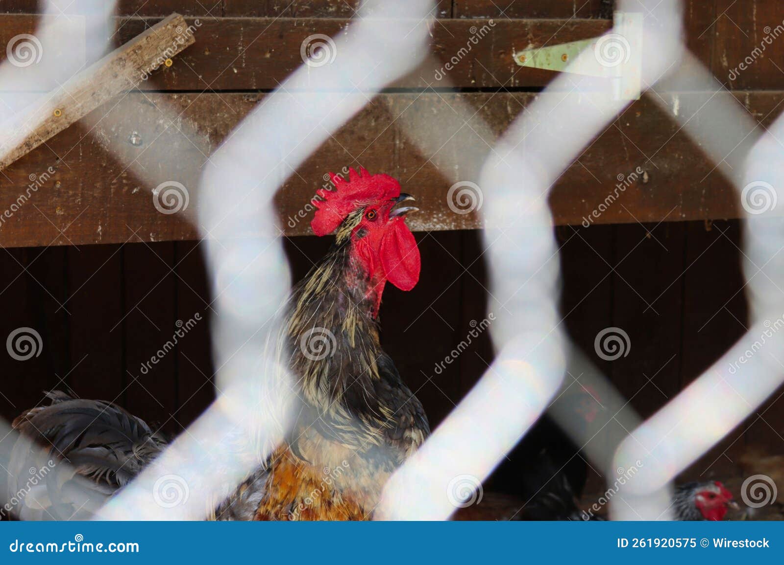 Rooster crowing in his pen stock image. Image of species - 261920575