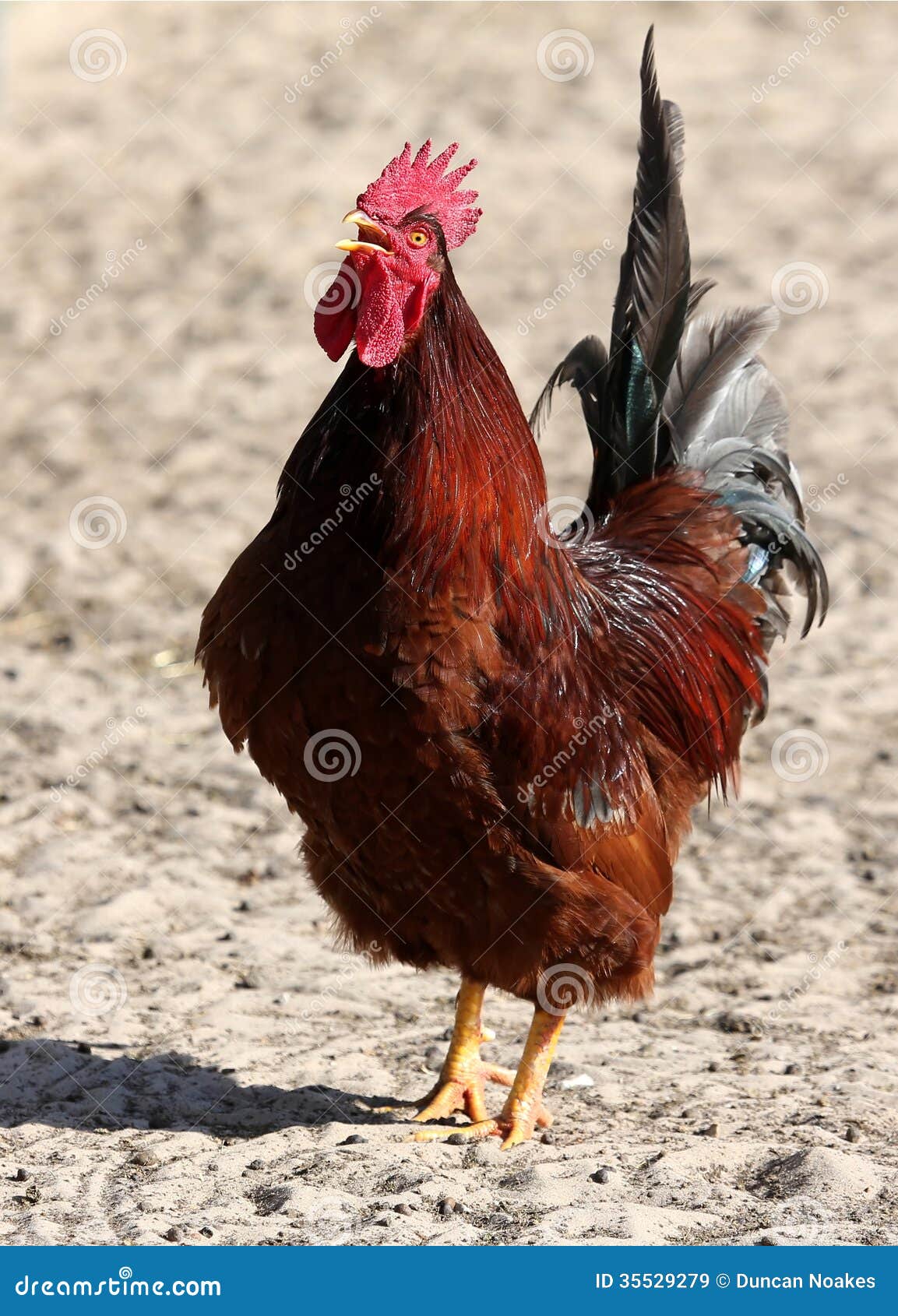 Rooster Crowing stock image. Image of fowl, rural, crow - 35529279