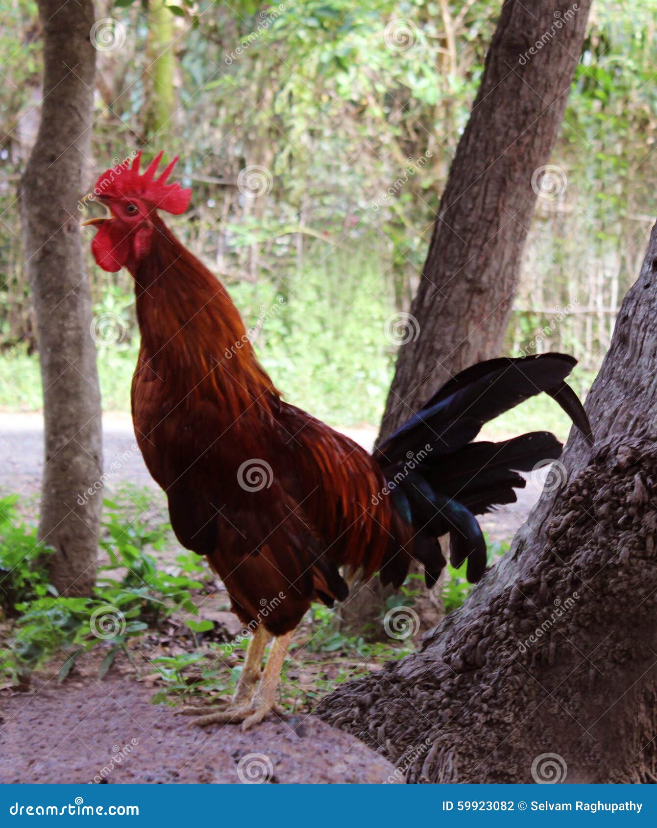 Rooster crows stock photo. Image of crying, sing, singing - 59923082