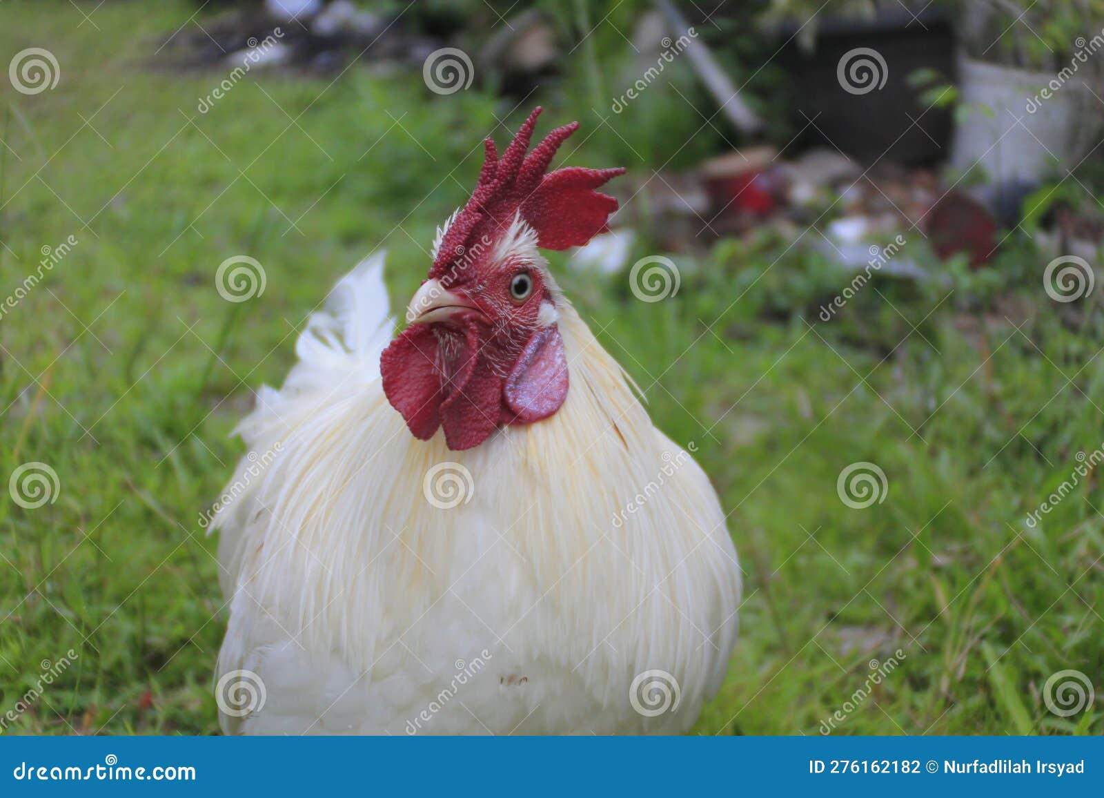 Rooster Crows Like People Laughing Stock Photo - Image of laughing ...