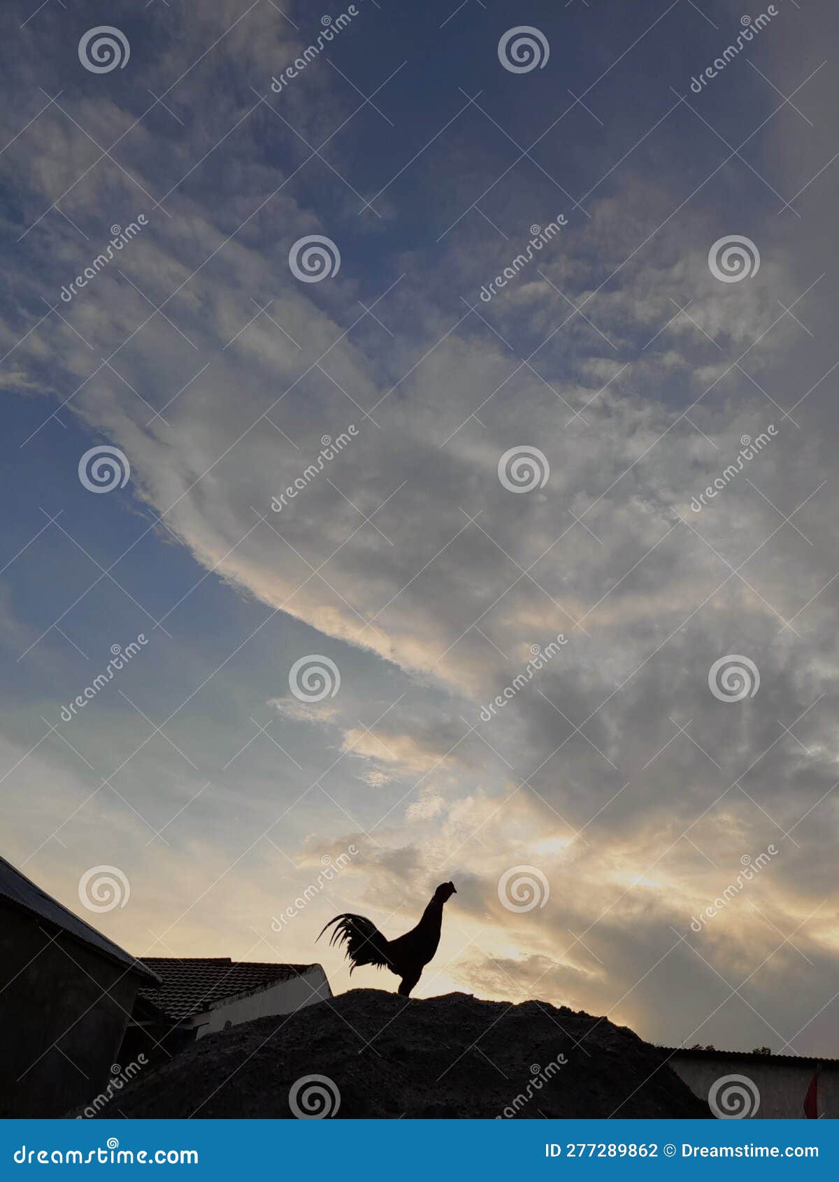 Rooster Crows in the Morning Stock Photo - Image of crows, morning ...