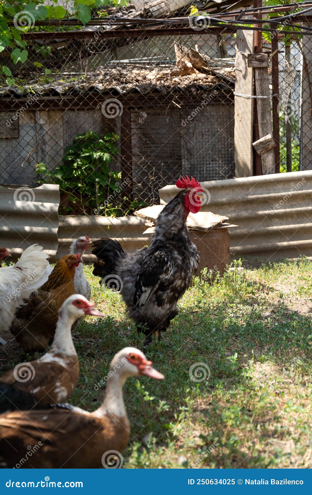 The Rooster Crows. Rooster Surrounded by Hens, Roosters and Indo Ducks ...