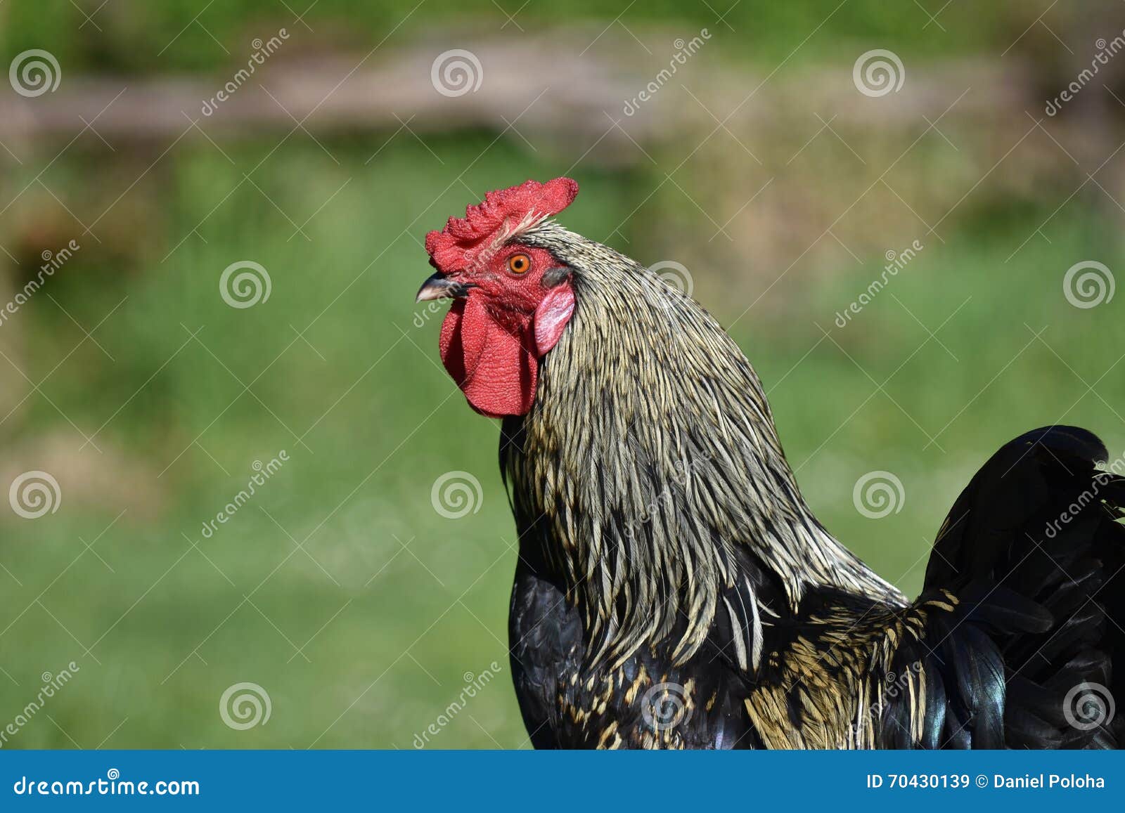 Rooster with dark feathers stock image. Image of male - 70430139