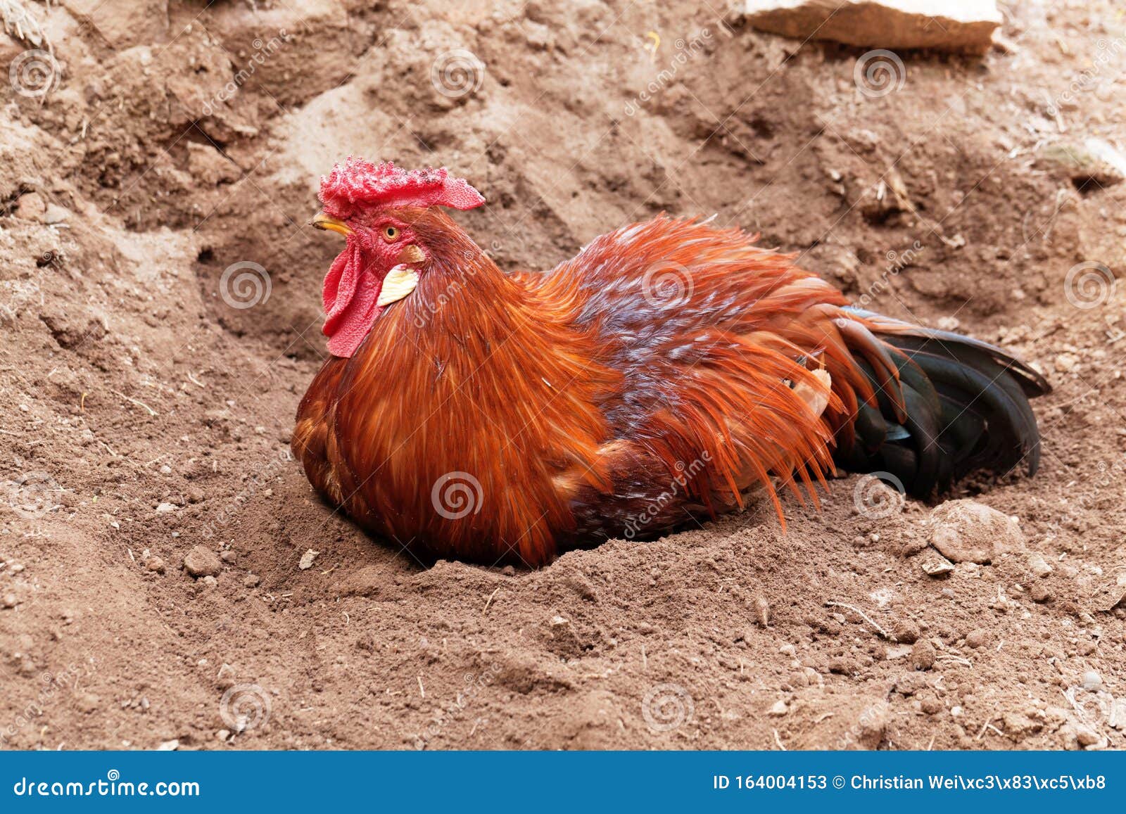 Rooster, Der Ein Sandbad Nimmt Stockbild - Bild von feder, vieh: 164004153