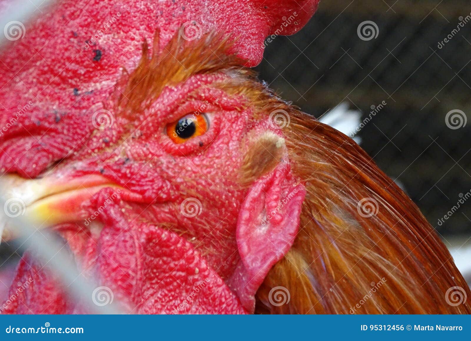 Rooster in Detail in the Farm Stock Photo - Image of rooster, feathers ...