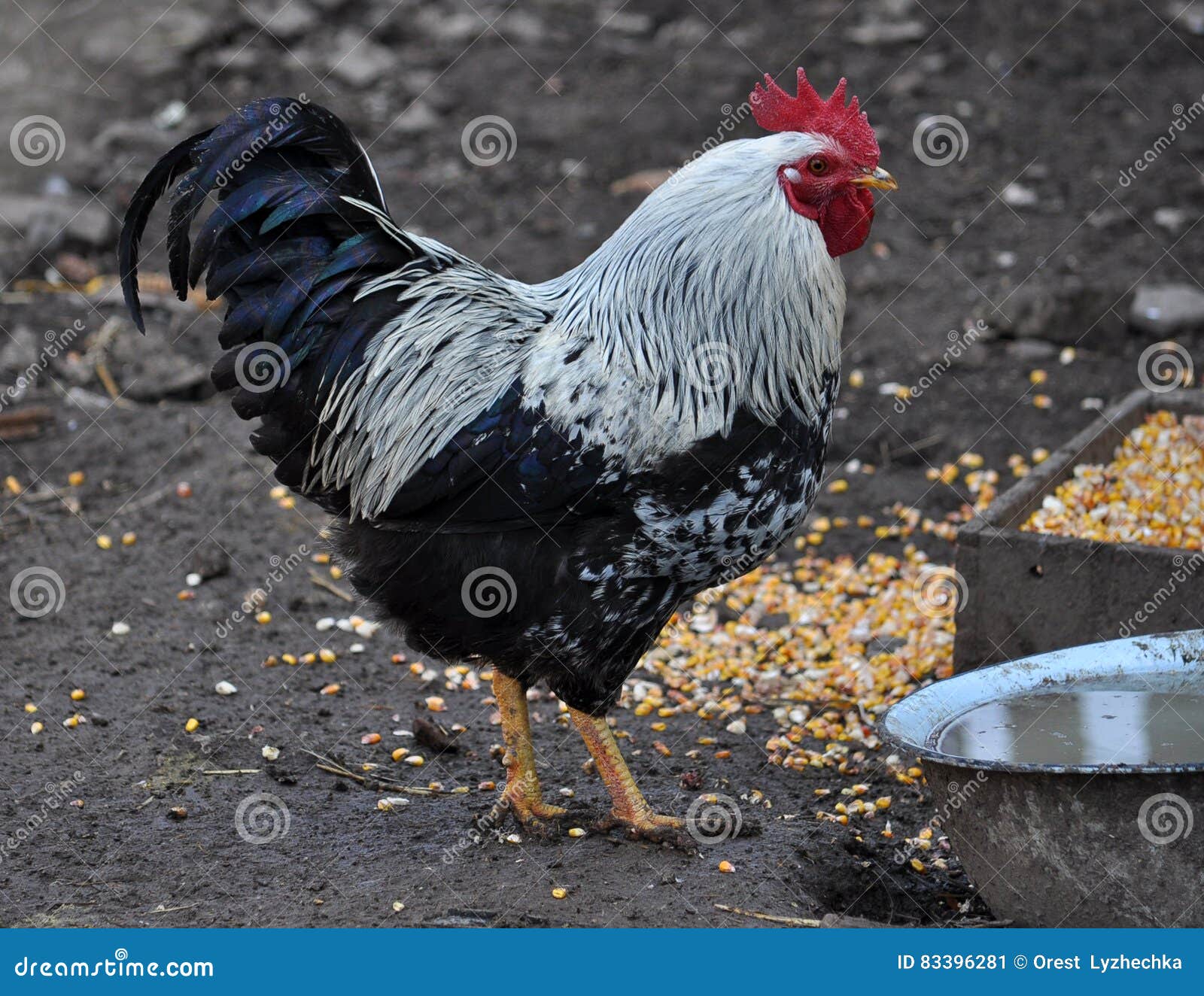 Rooster Drinking Water for Peasant Yard_4 Stock Image - Image of ...