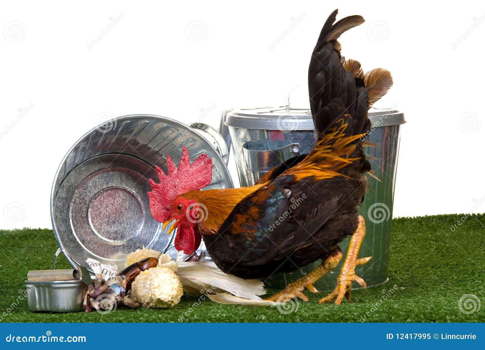 Rooster with Dustbins and Garbage Stock Image - Image of chicken, dustbin: 12417995