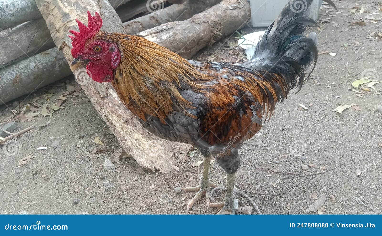 Rooster from East Indonesia Stock Photo - Image of island, flora: 247808080