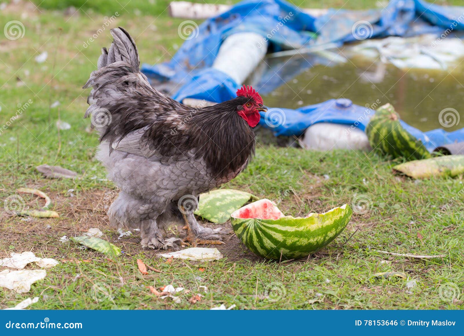 Rooster Eating Watermelon Closeup Stock Photo - Image of poultry ...