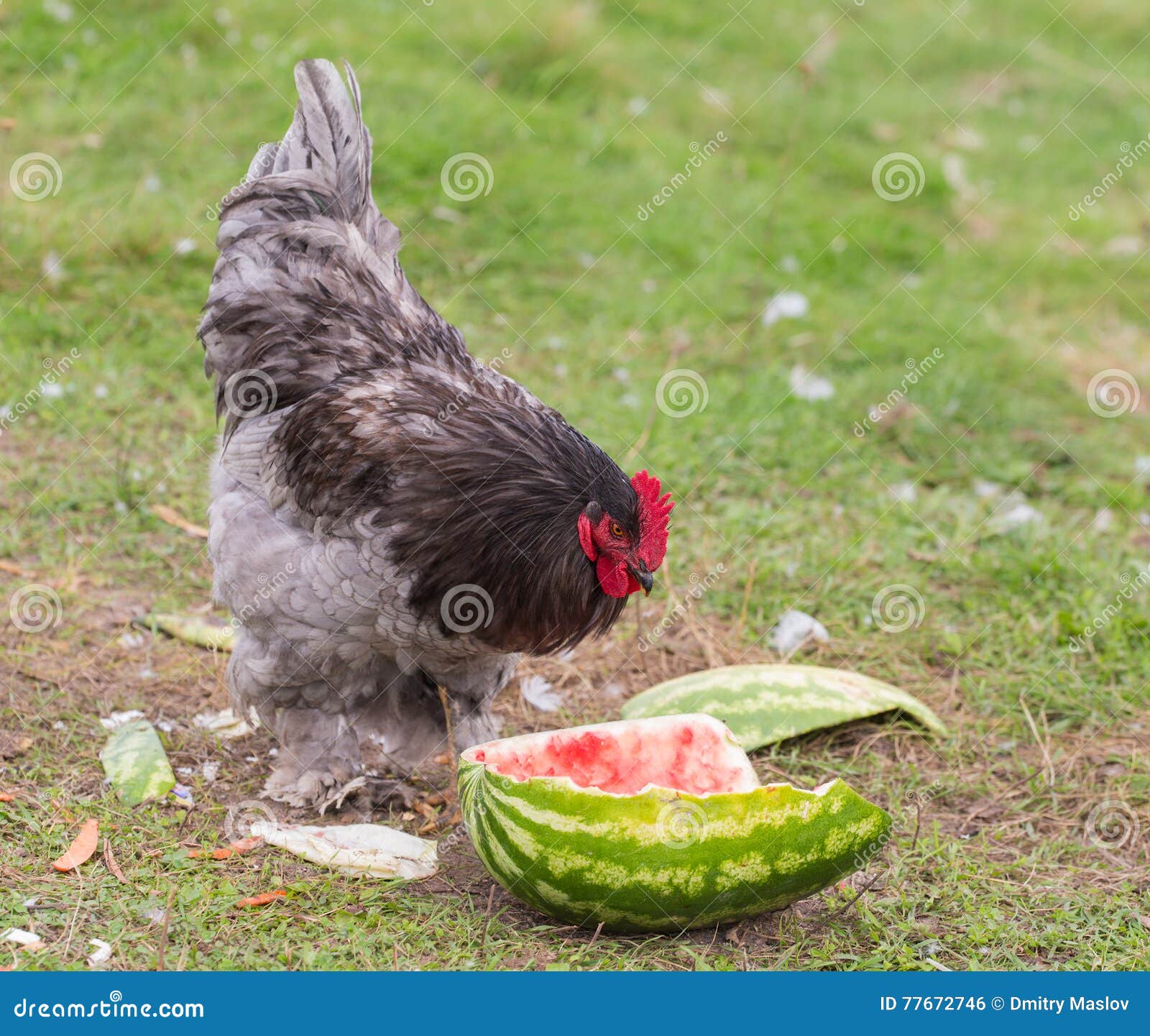 Rooster eating watermelon stock photo. Image of farm - 77672746