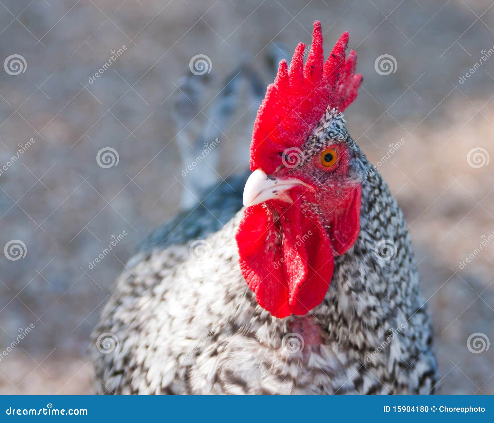 Rooster with an Eye for Love Stock Photo - Image of chicken, comb: 15904180