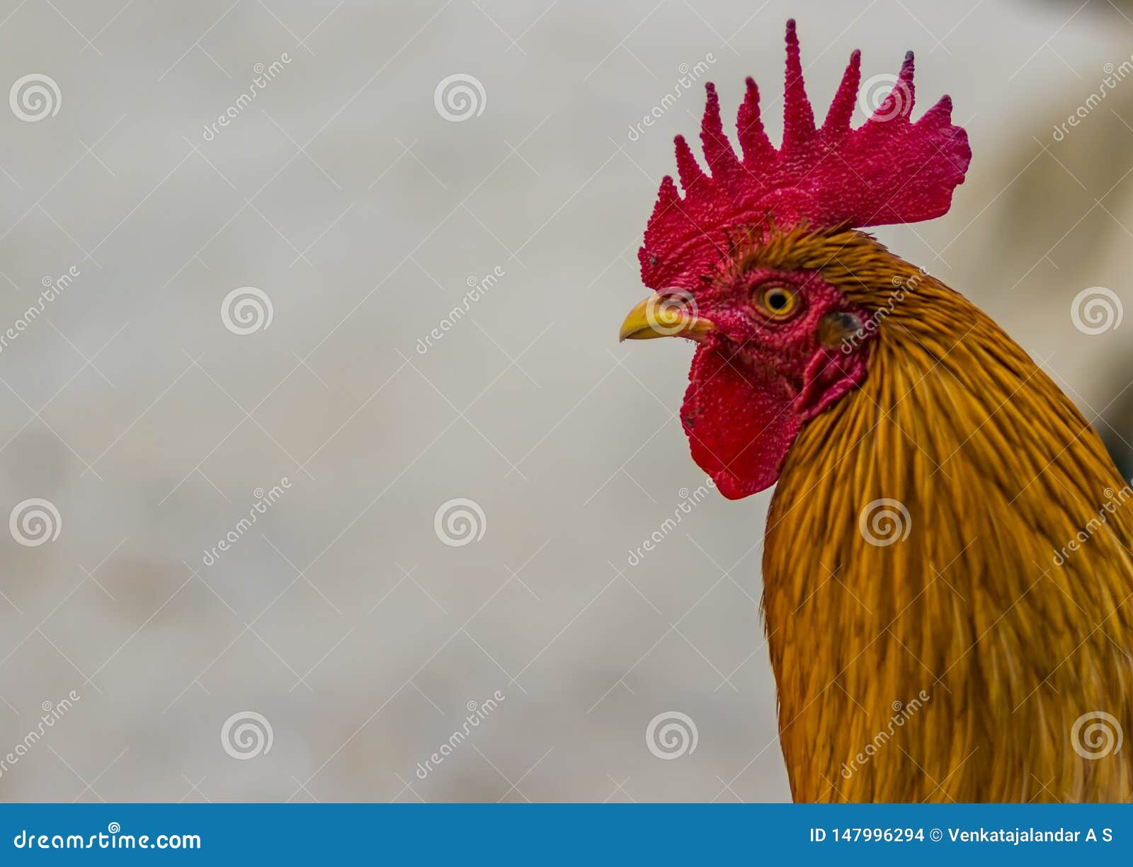 Rooster - Close Up with White Background Stock Photo - Image of close ...