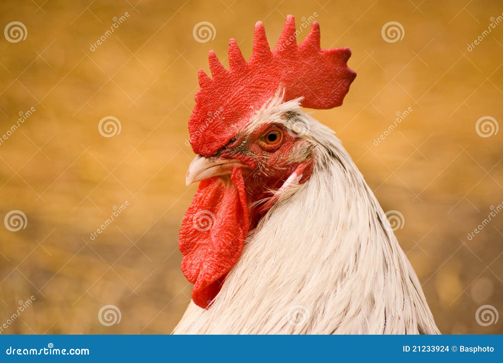 Rooster face stock photo. Image of chicken, farm, beak - 21233924
