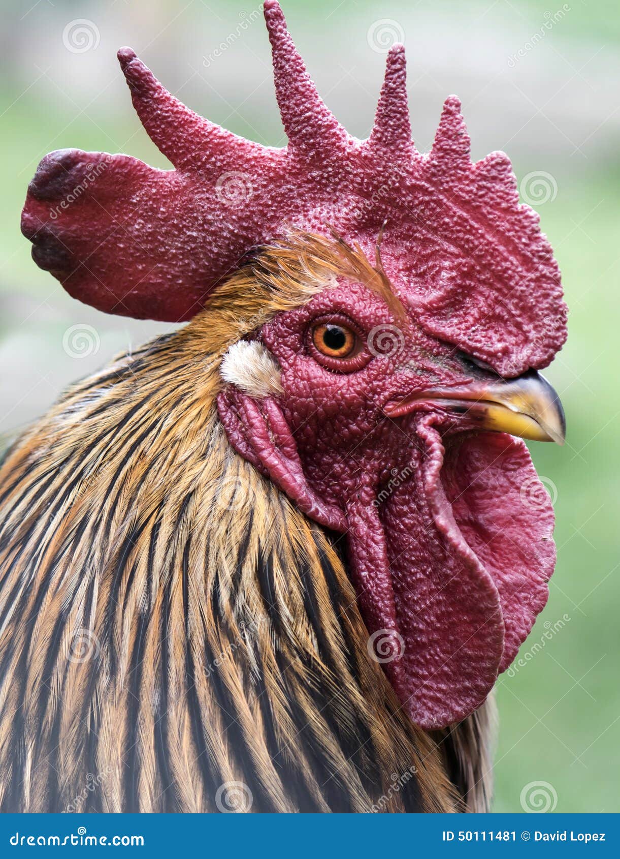 Rooster face stock image. Image of face, beautiful, grand - 50111481