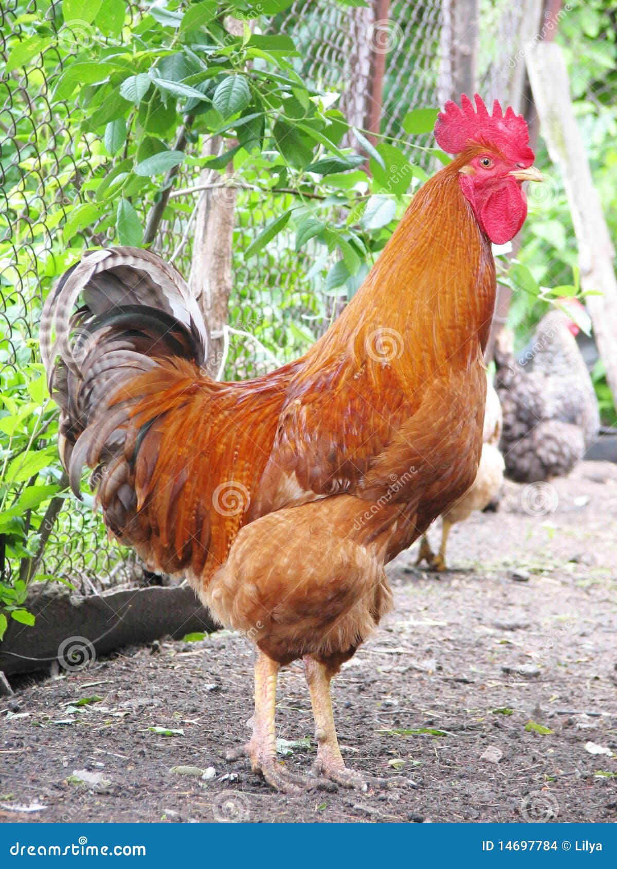 Rooster on the farm stock photo. Image of rooster, looking - 14697784