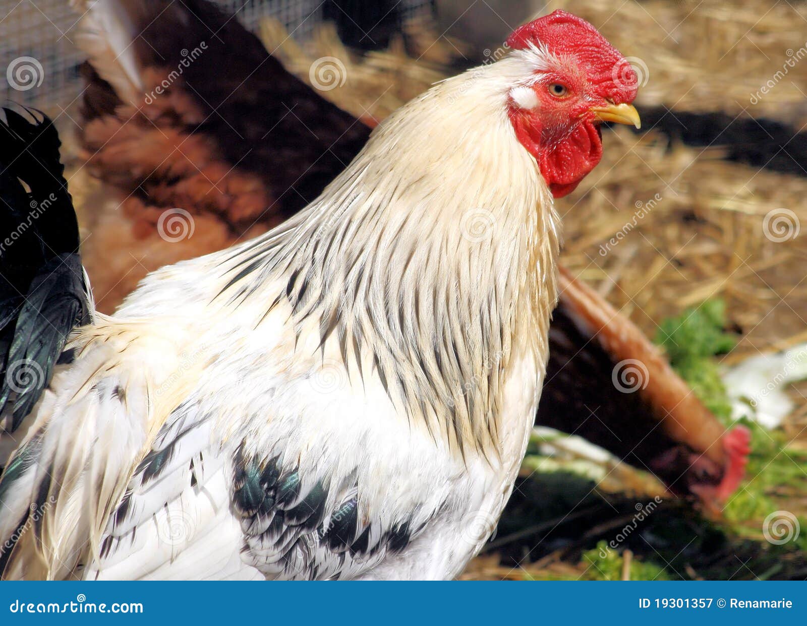Rooster on Farm stock image. Image of white, bird, animals - 19301357