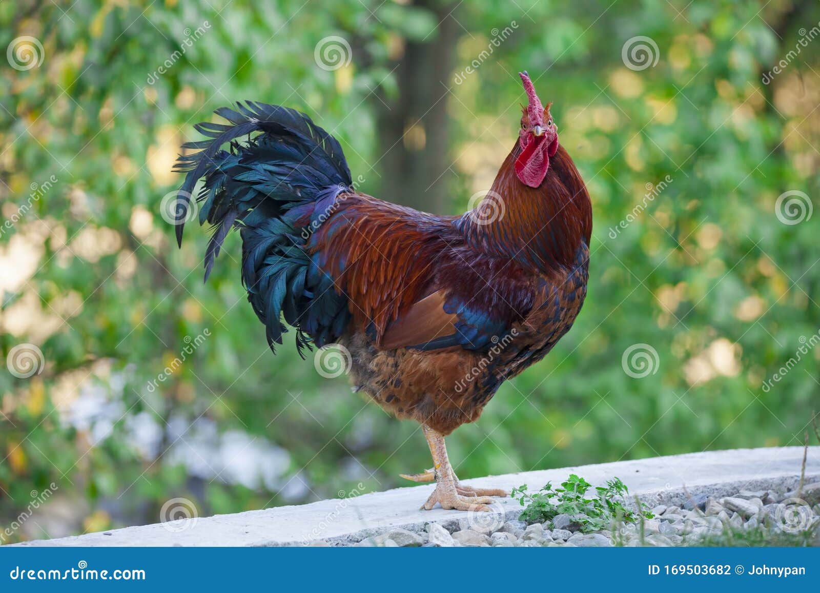 Rooster On The Farm. Chicken Or Hen Crowing, Cackling Or Clucking ...