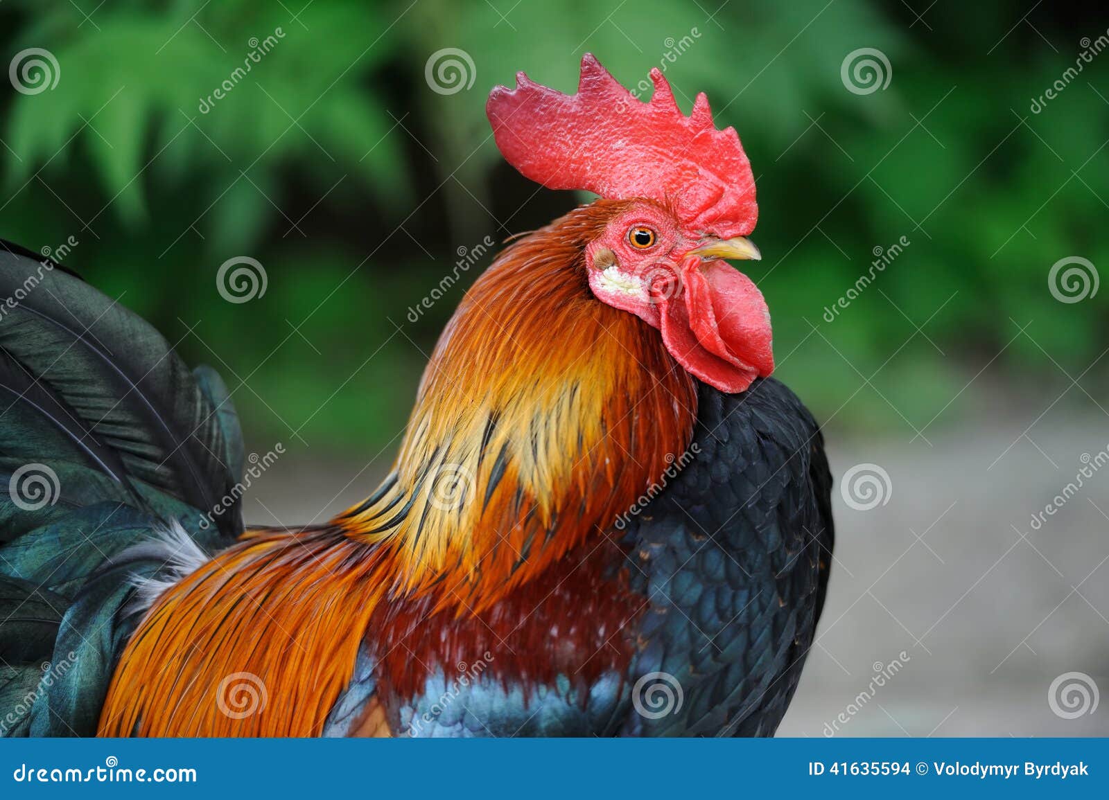 Rooster in farm stock photo. Image of mammal, chick, animal - 41635594