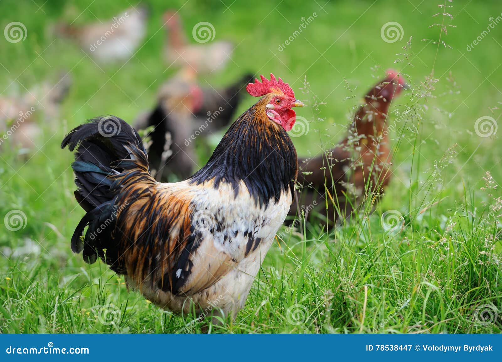 Rooster in farm stock image. Image of farmyard, grand - 78538447