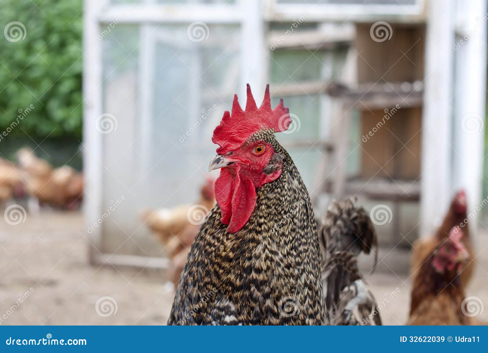 Rooster on the farm stock image. Image of colorful, fowl - 32622039
