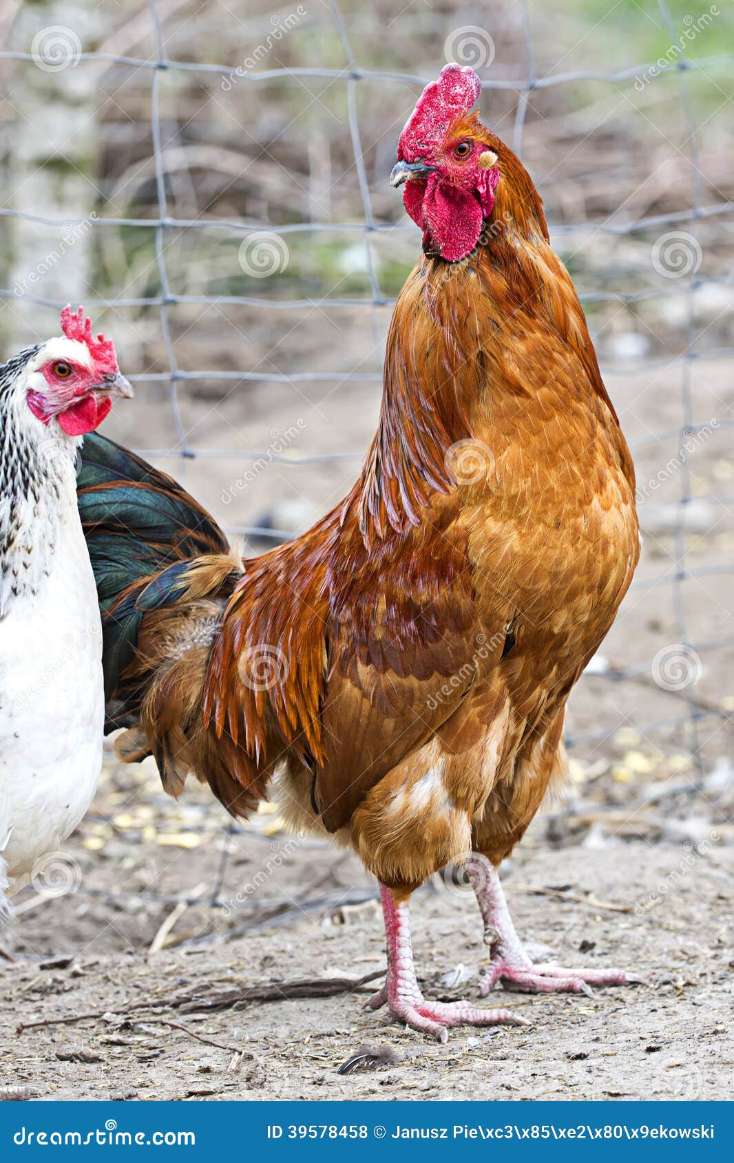 Rooster on the farm stock photo. Image of fowl, freerange - 39578458