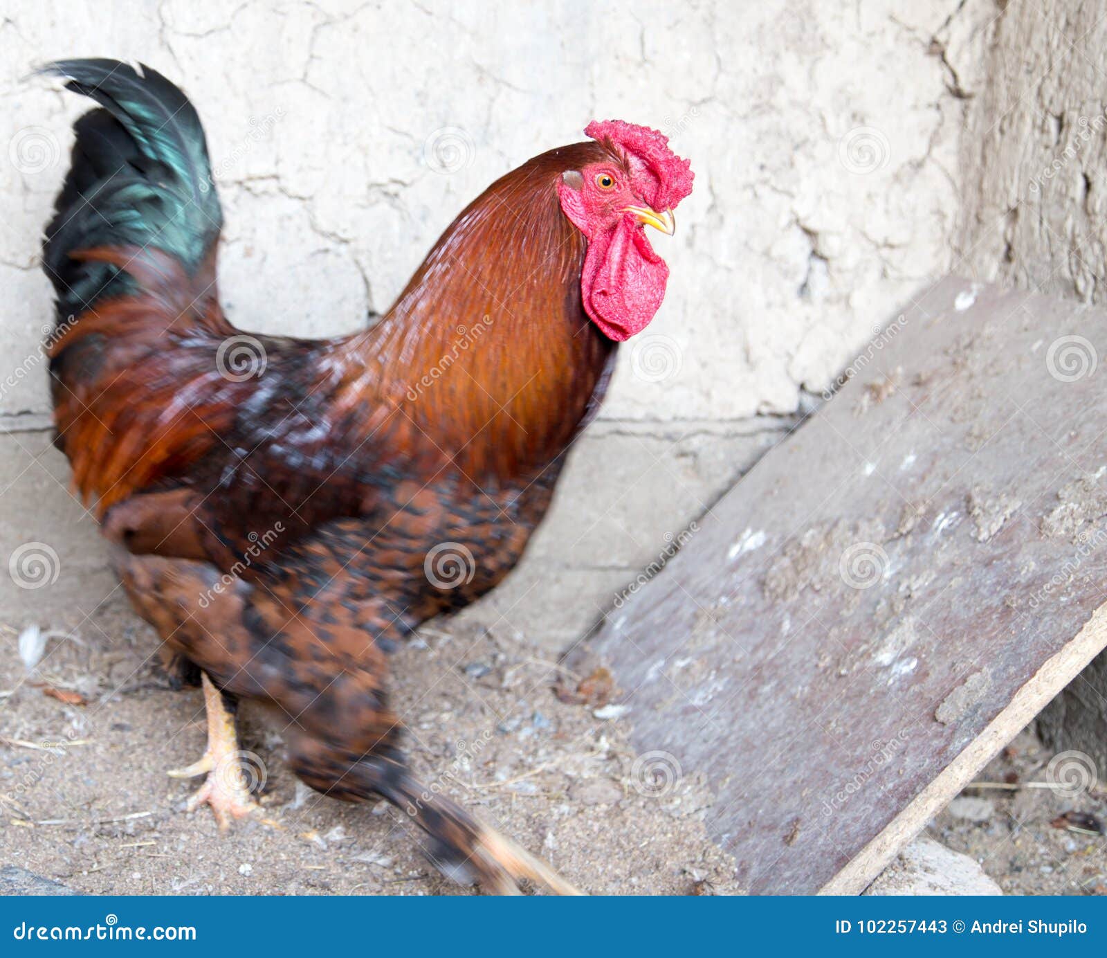 Rooster on the farm stock image. Image of alive, chick - 102257443