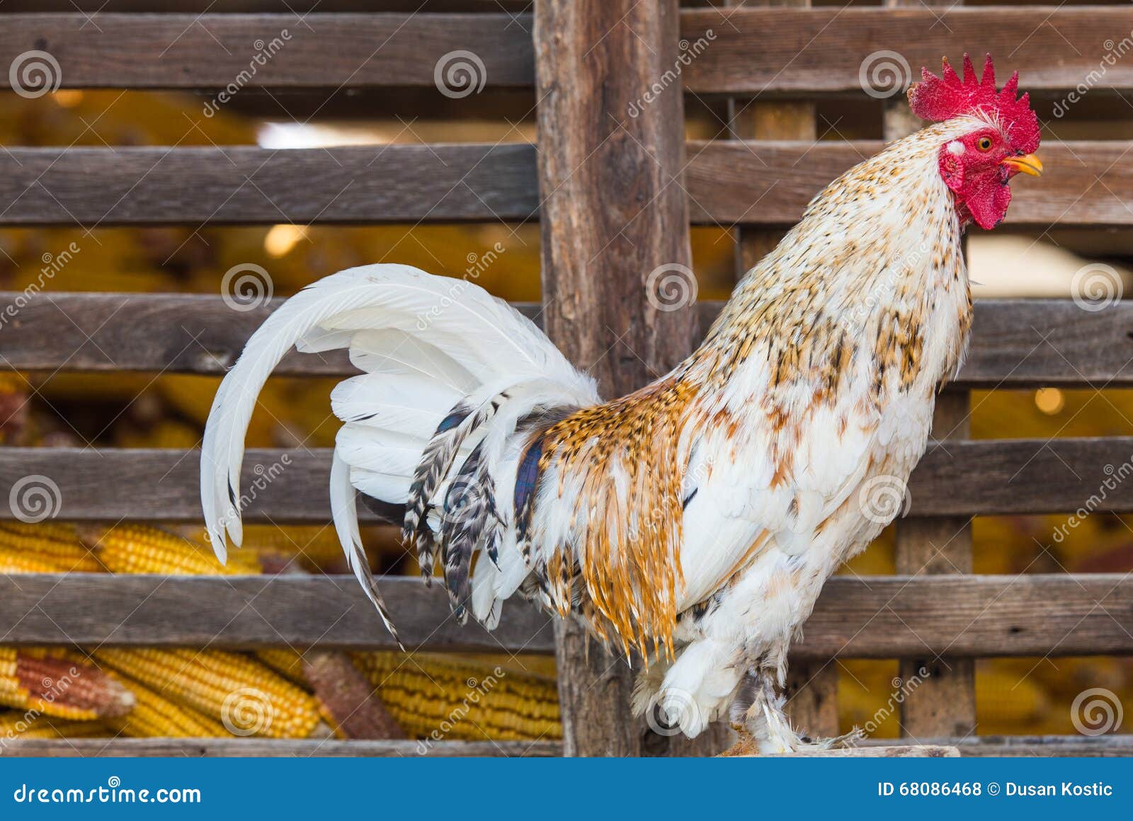 Rooster in the farm stock photo. Image of profile, white - 68086468