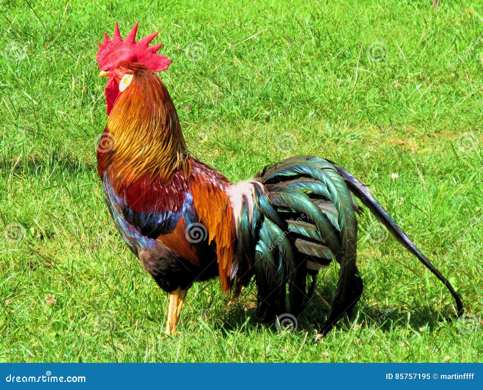 Rooster stock image. Image of rooster, farm, animal, green - 85757195