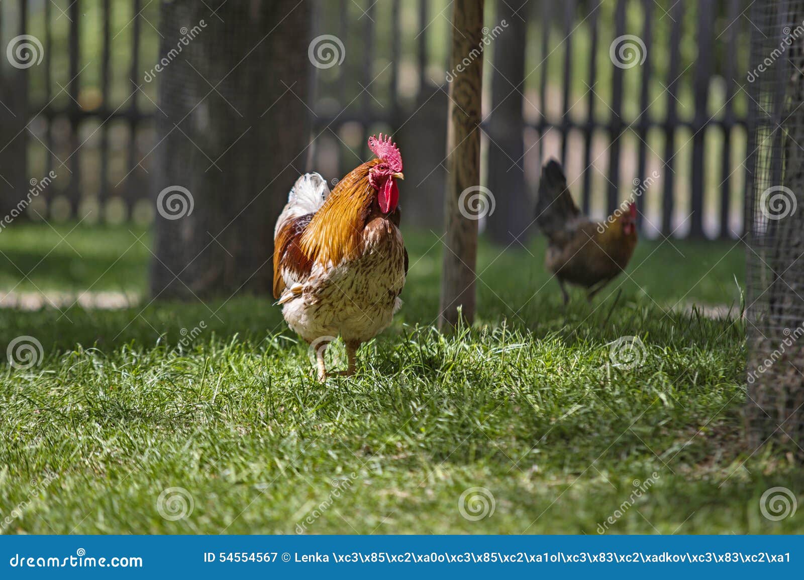 Rooster stock image. Image of domestic, feathering, gras - 54554567